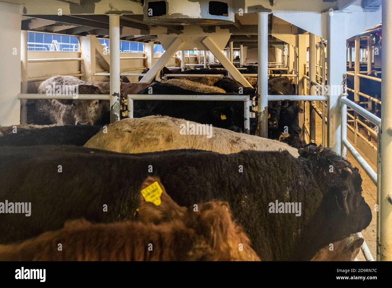 Cattle ship hi-res stock photography and images - Alamy