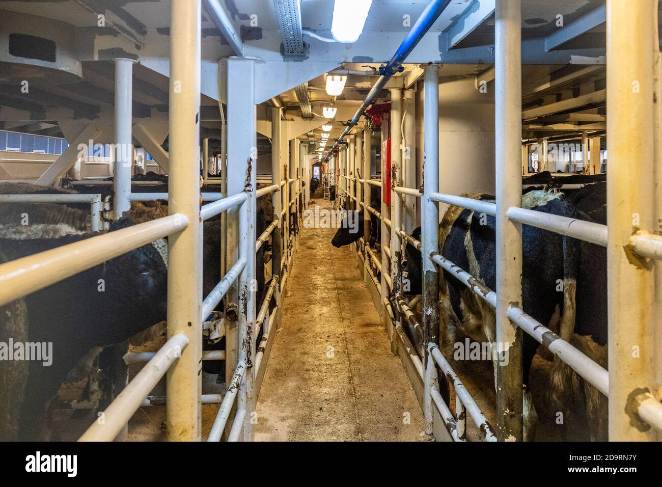 Cattle trucks loading hi-res stock photography and images - Alamy