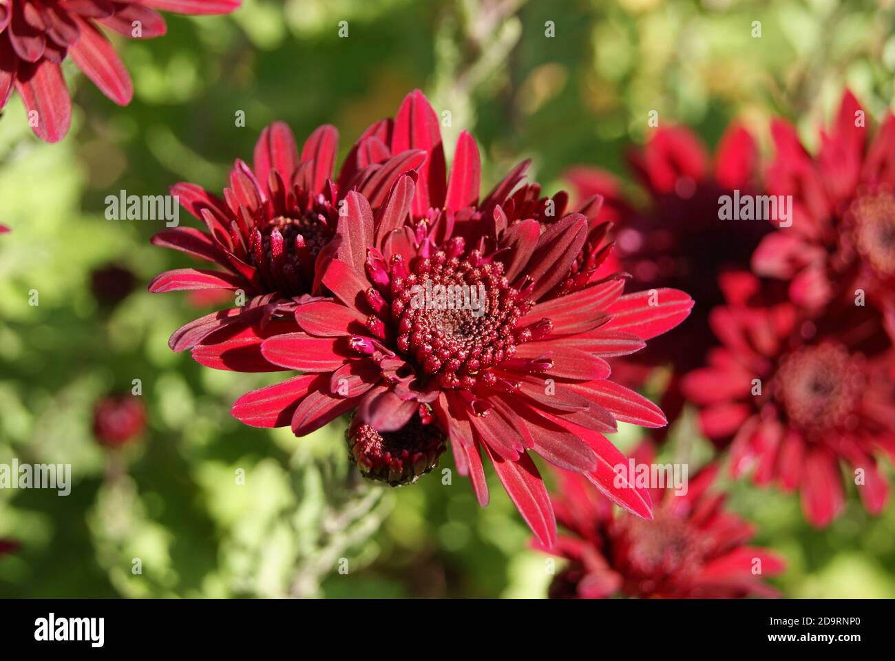 Italian asters hi-res stock photography and images - Alamy