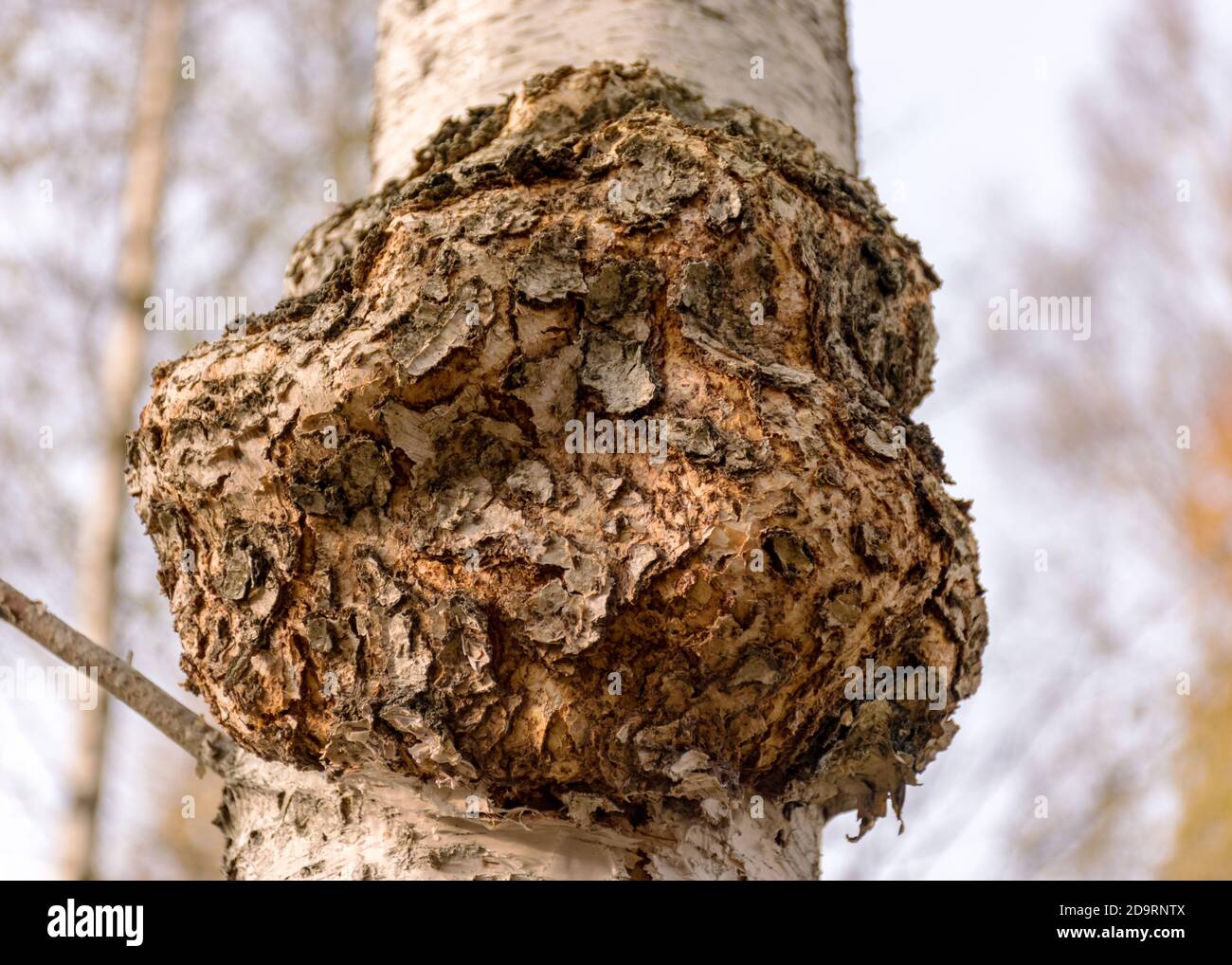 photo of medicinal mushroom chaga close-up on a birch tree in the ...