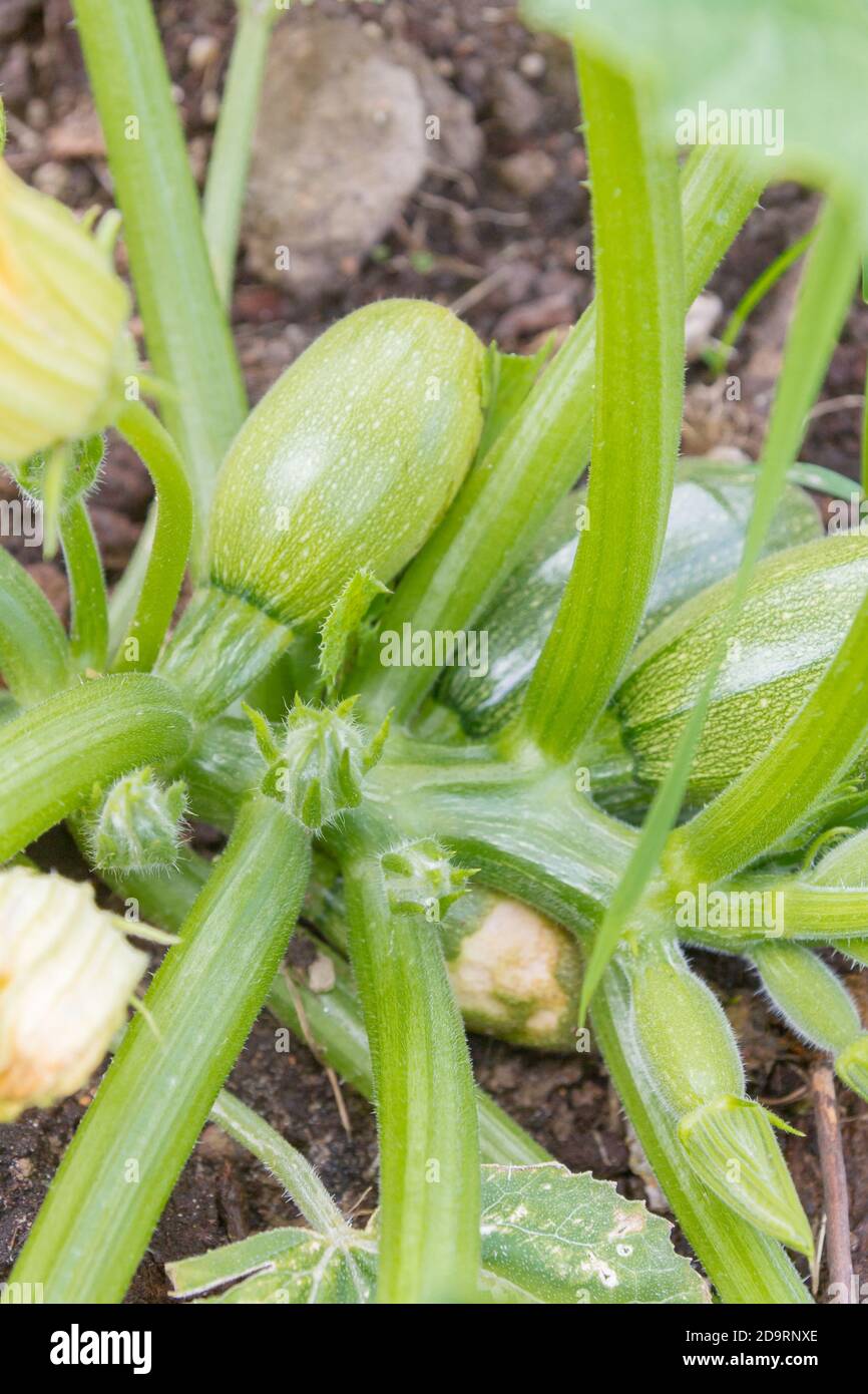 Green natural zucchini grow in the garden in the summer Stock Photo - Alamy