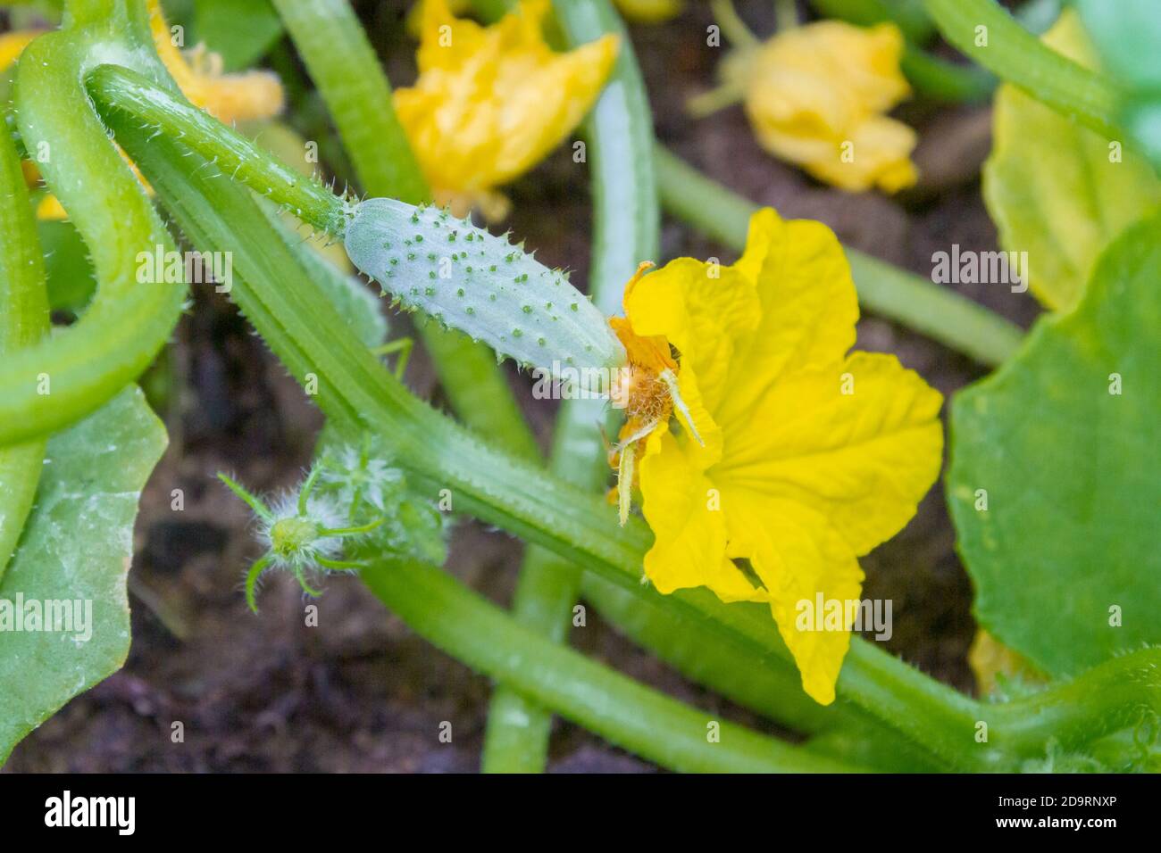 Cucumber embryo with a yellow flower on a branch Stock Photo - Alamy