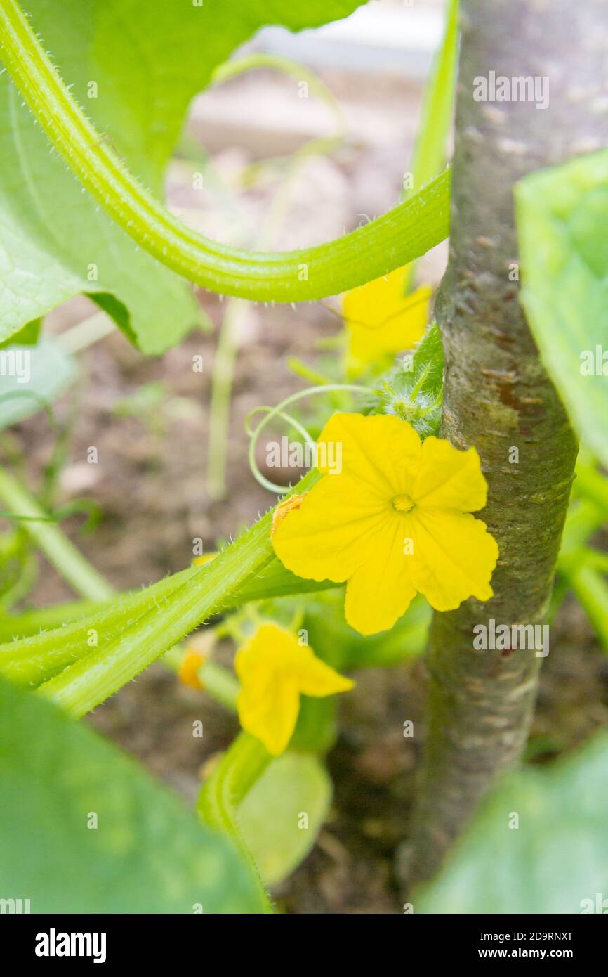Cucumber embryo with a yellow flower on a branch Stock Photo - Alamy