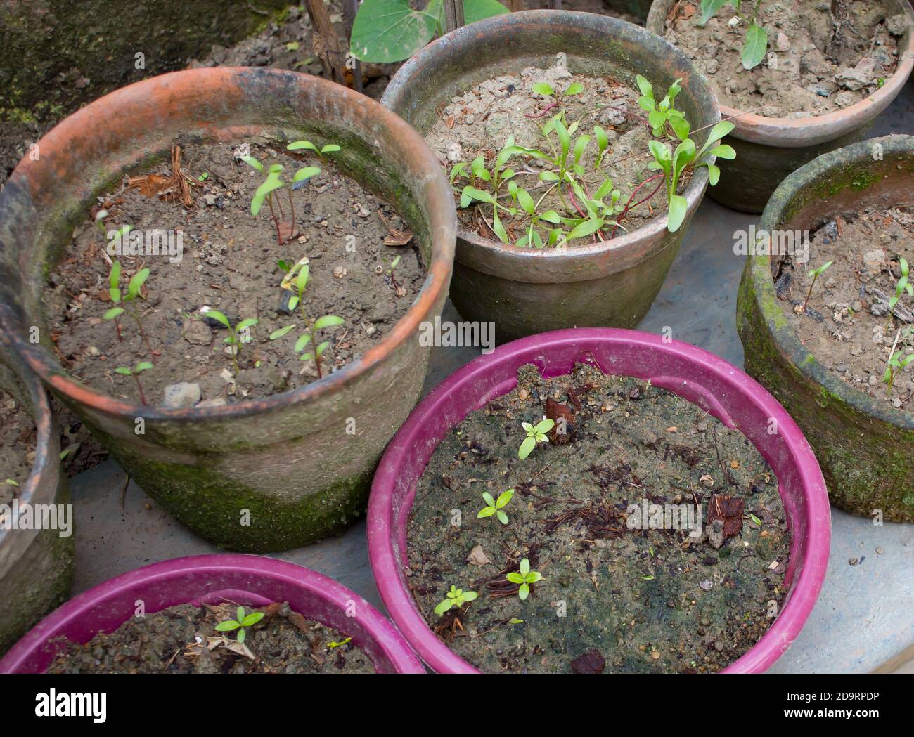 Pots for garden plantation hi-res stock photography and images - Alamy
