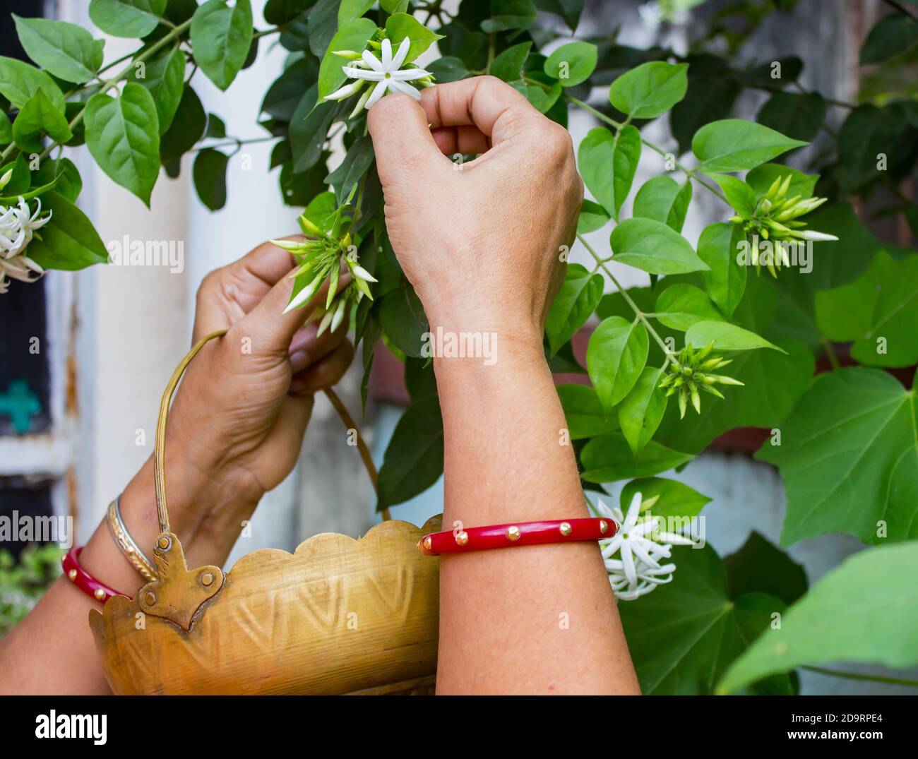 Asian woman plucking flower hi-res stock photography and images - Alamy