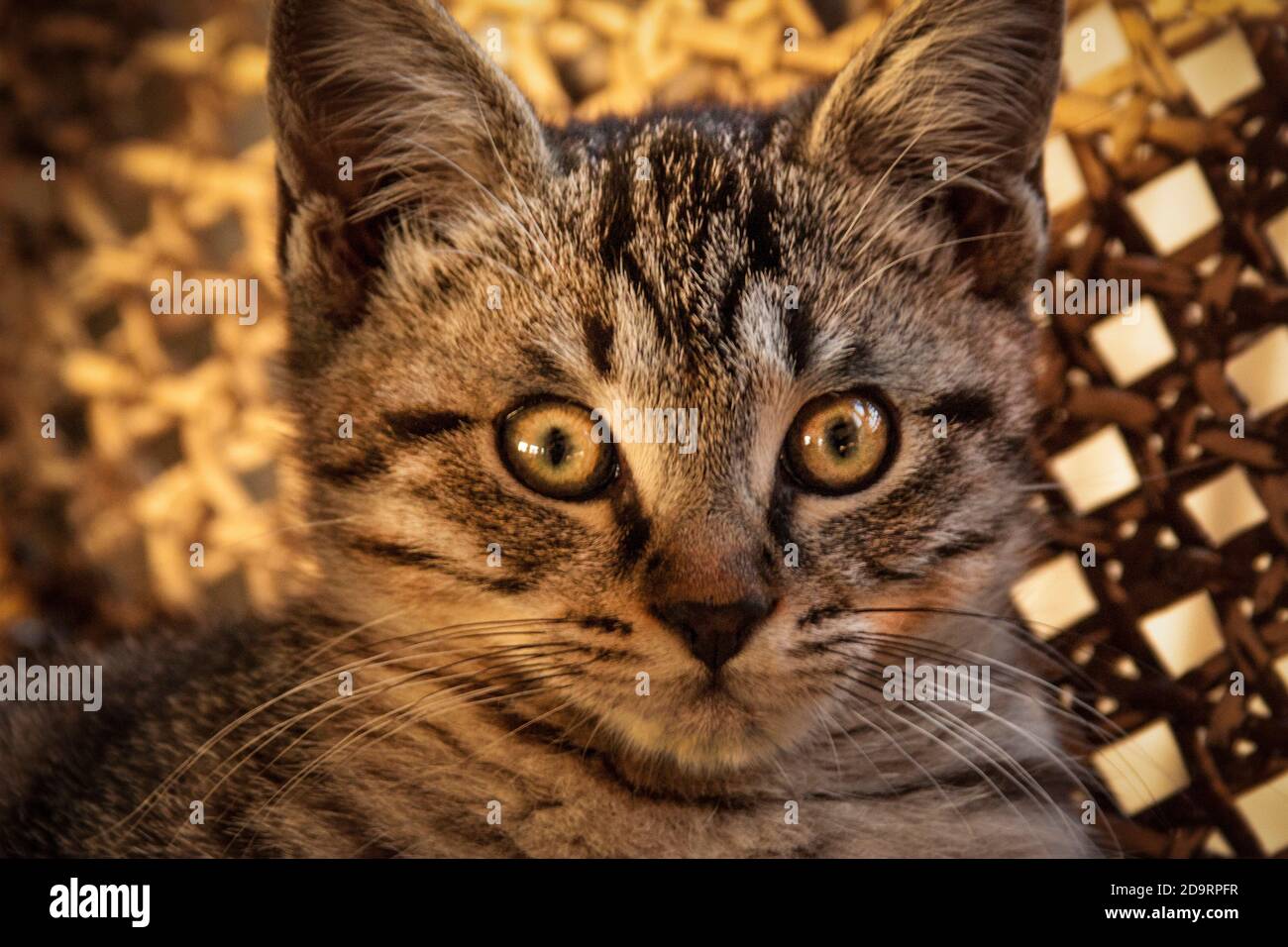 Half Breed Cat High Resolution Stock Photography and Images - Alamy
