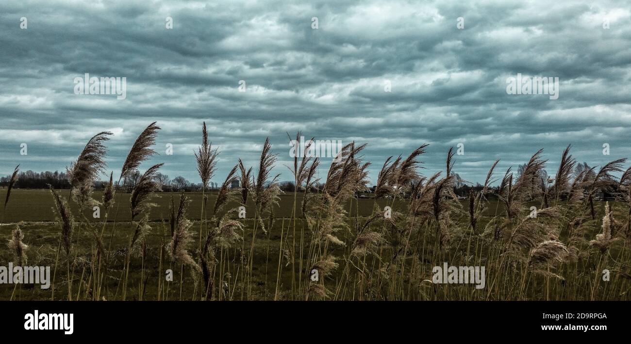Rural vegetation under a cloudy sky in Spring Stock Photo - Alamy