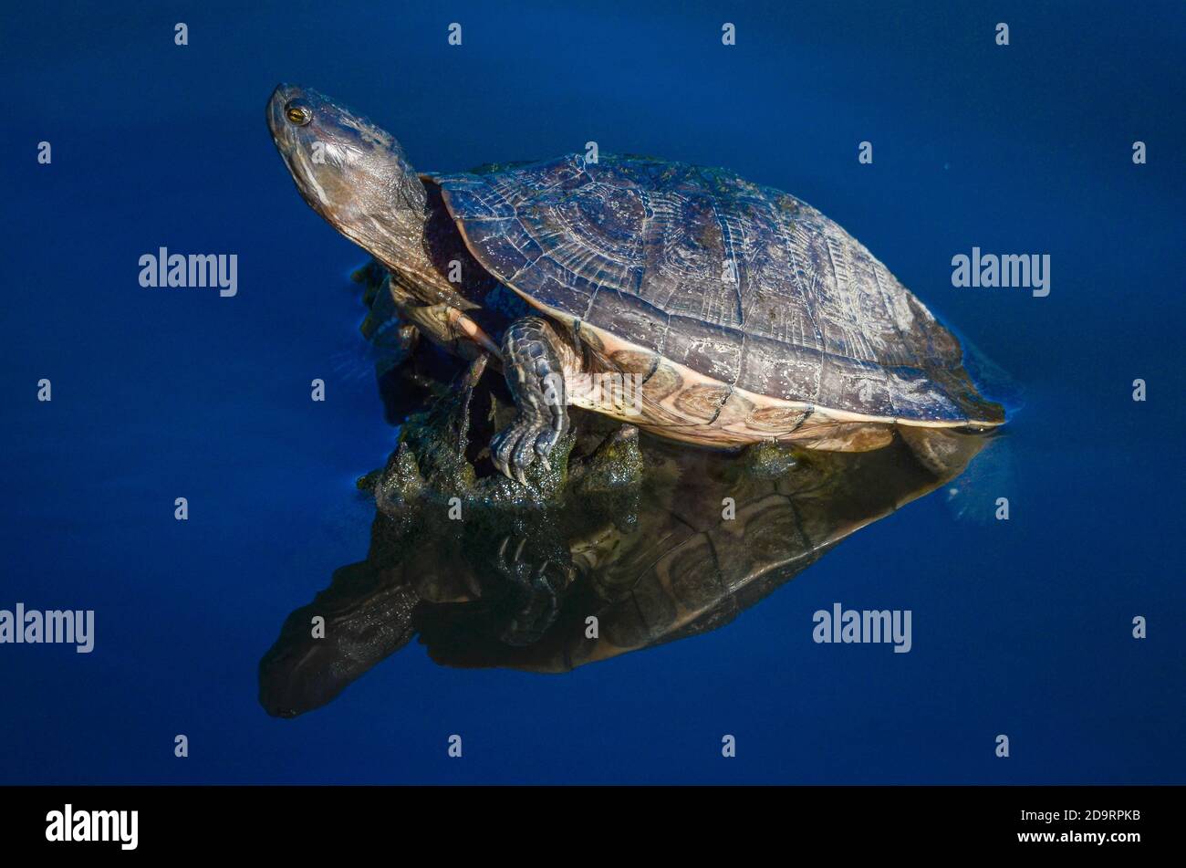 Dominican republic green turtle hi-res stock photography and images - Alamy