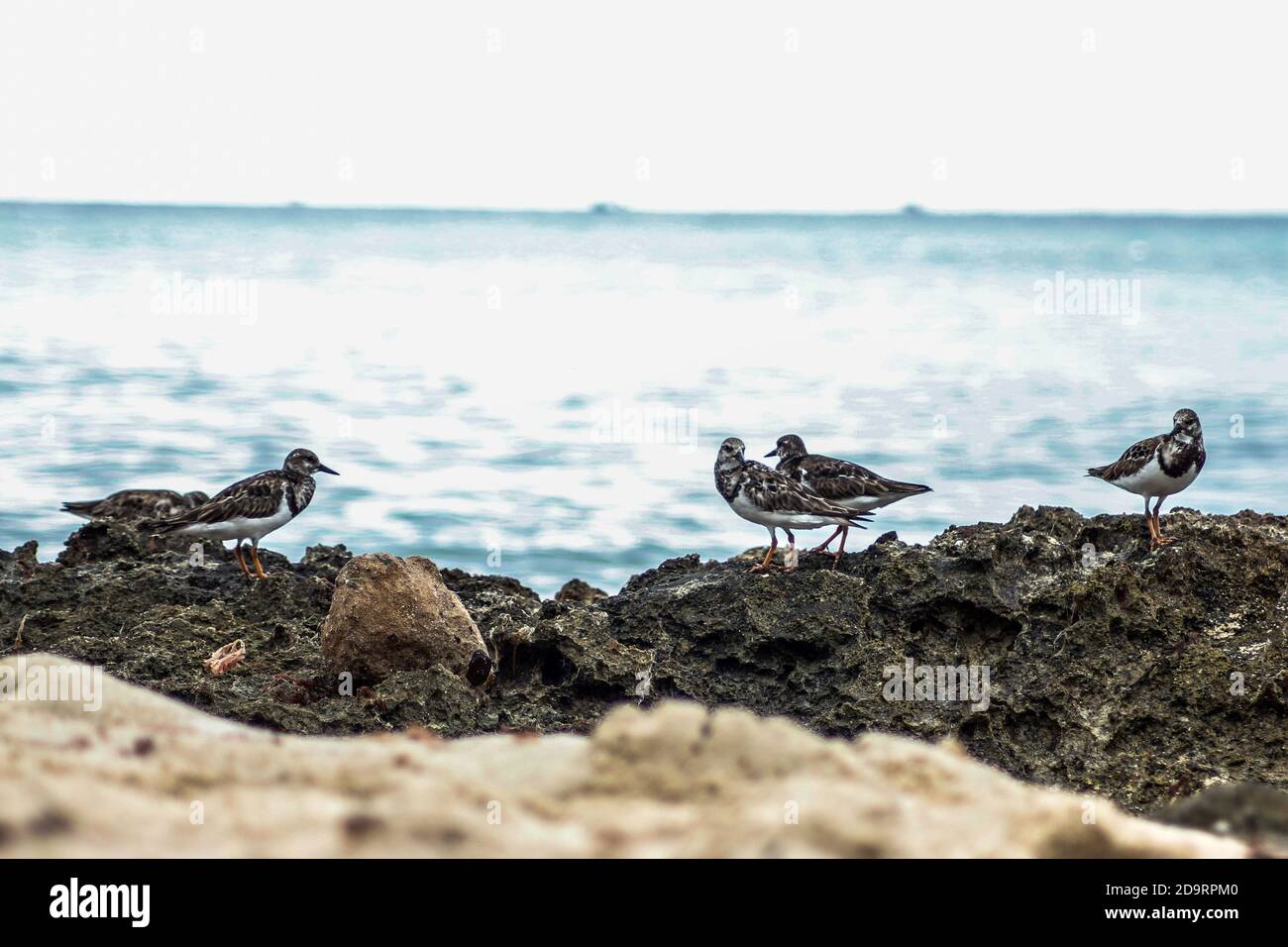 Dominican republic national bird hi-res stock photography and images ...