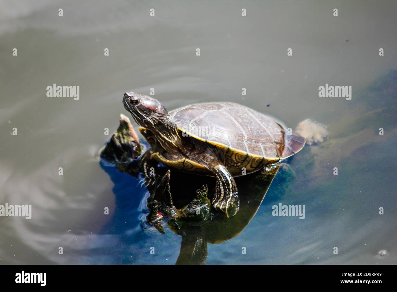 Dominican republic green turtle hi-res stock photography and images - Alamy