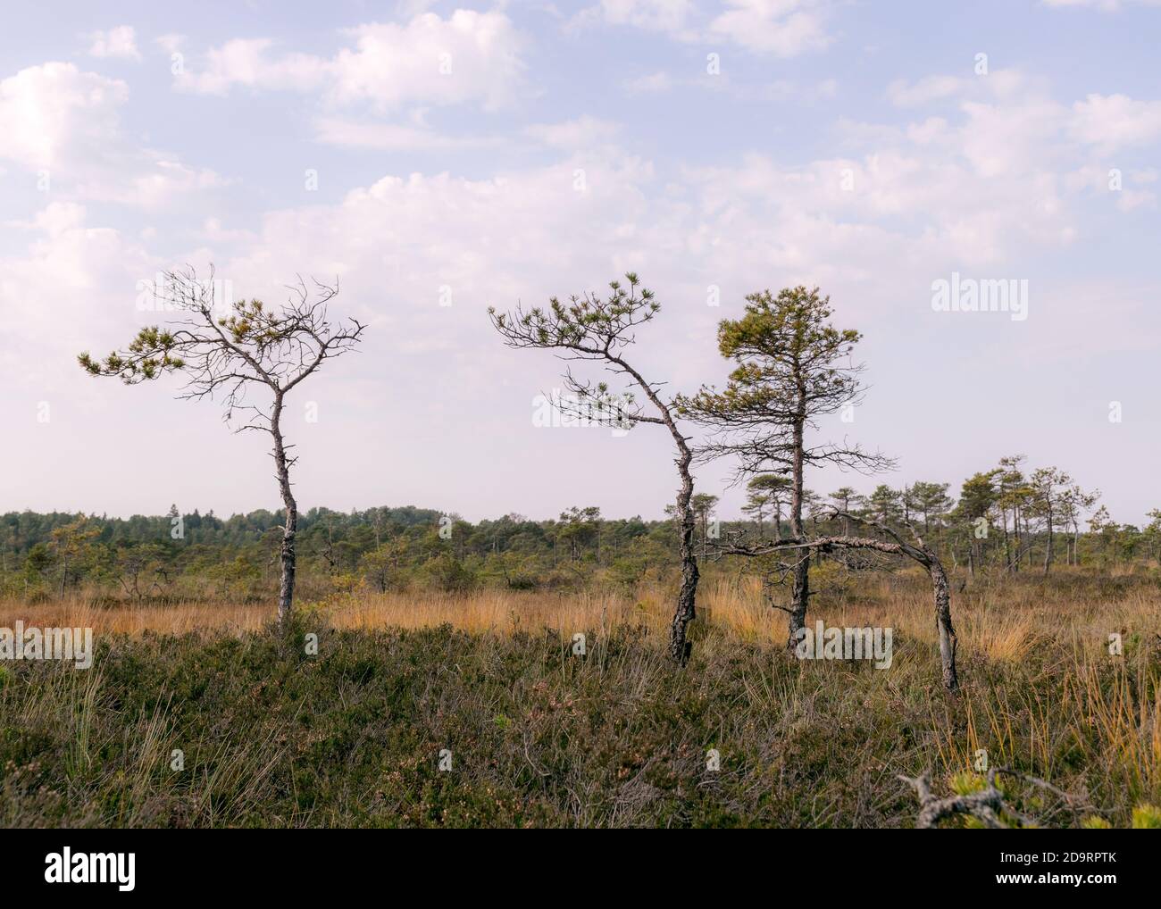 swamp landscape, bog vegetation painted in autumn, grass, moss covers ...