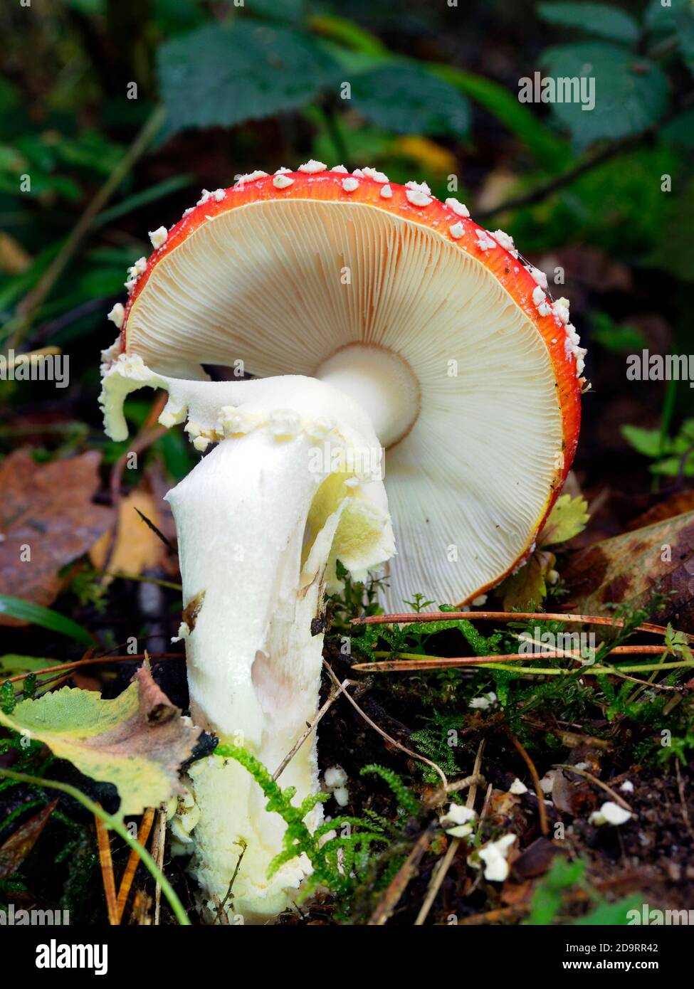 Old and damaged Fly Agaric toadstools (Amanita muscaria) with ...