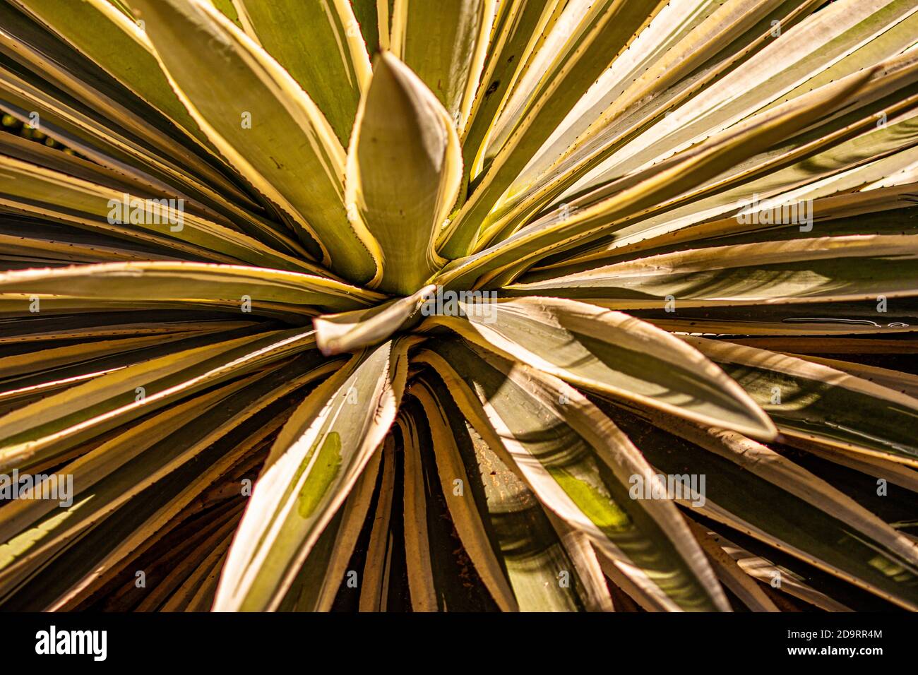 Aloe plant texture with leaves "explosion" effect Stock Photo - Alamy