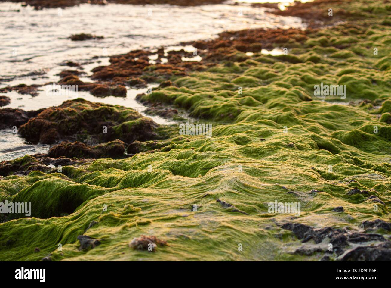 Seaweed on the rocks in the Caribbean sea at sunset Stock Photo - Alamy