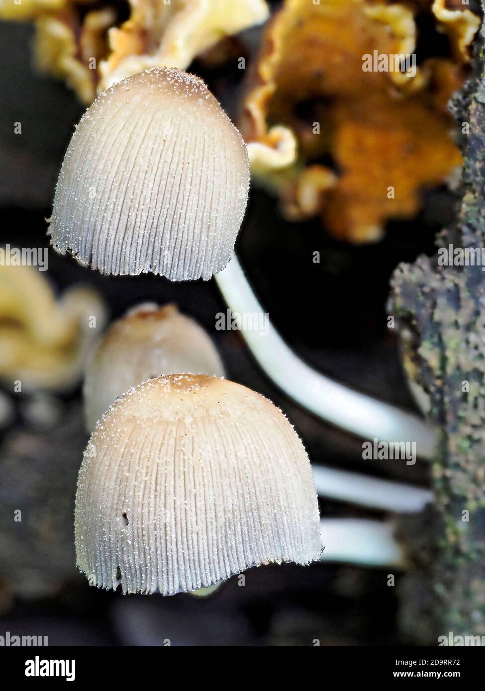 A cluster of Common Bonnet funghi (Mycena galericulata) growing on ...