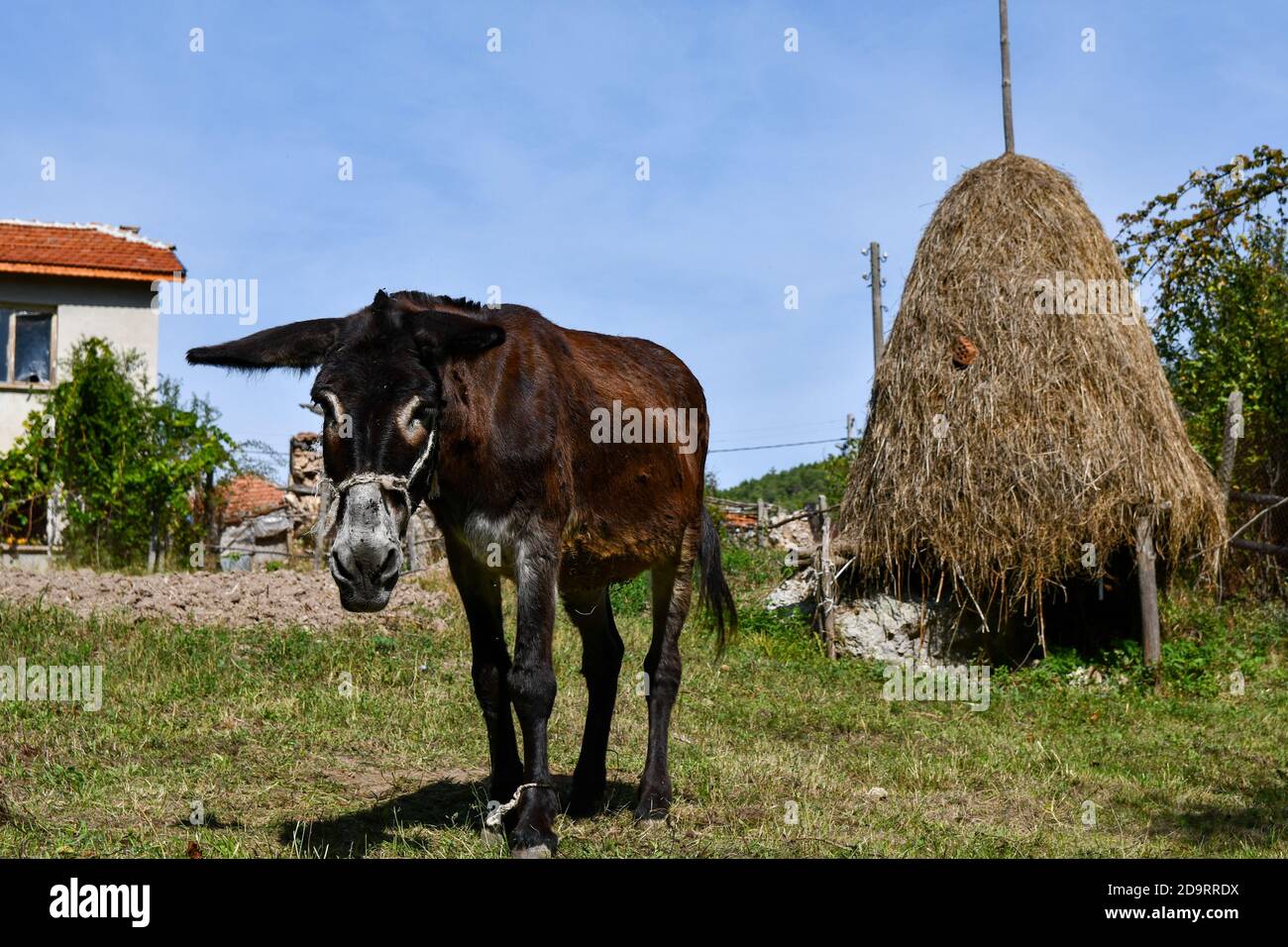 Poor donkey hi-res stock photography and images - Alamy