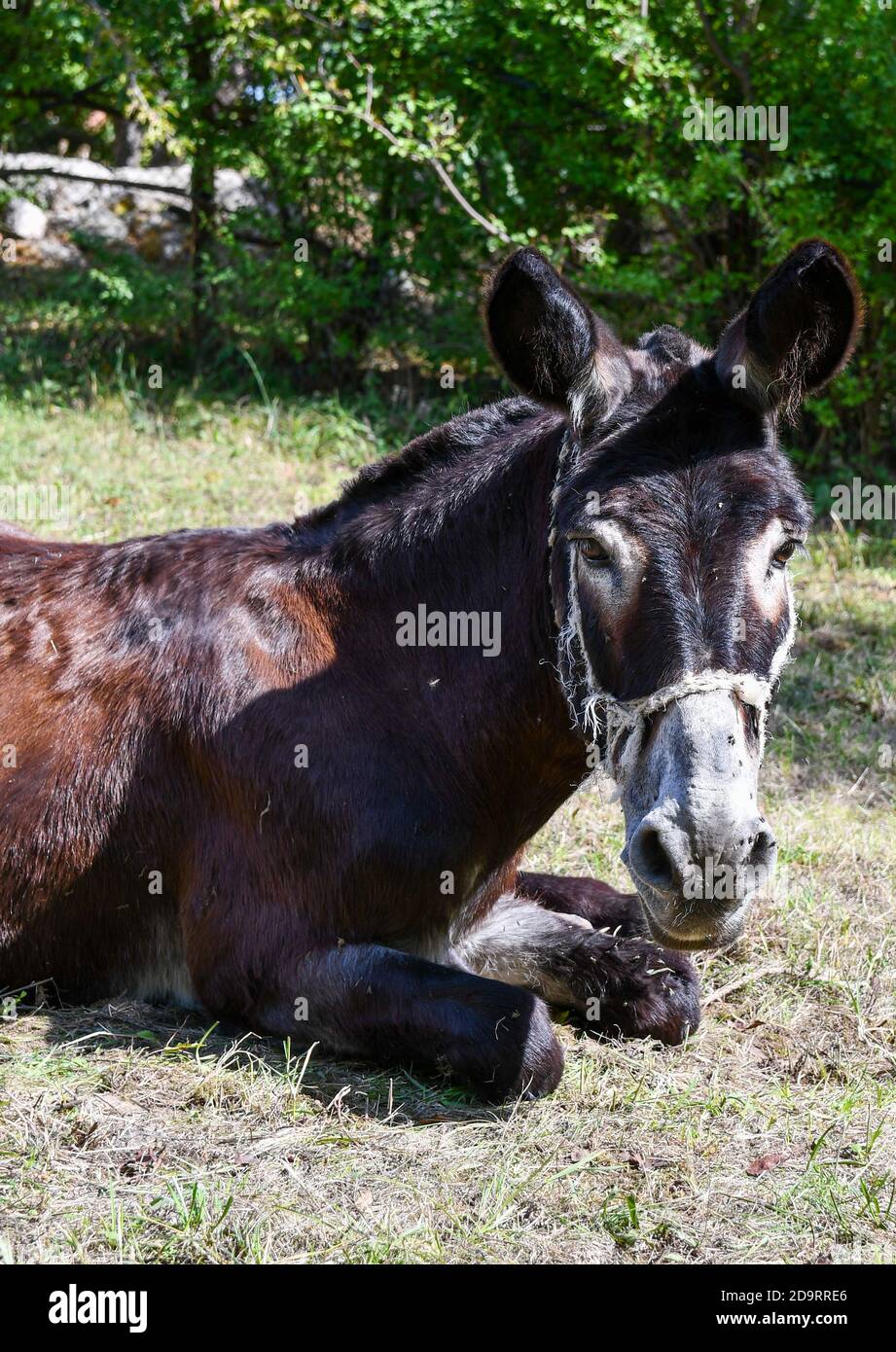 Donkey nose hi-res stock photography and images - Alamy