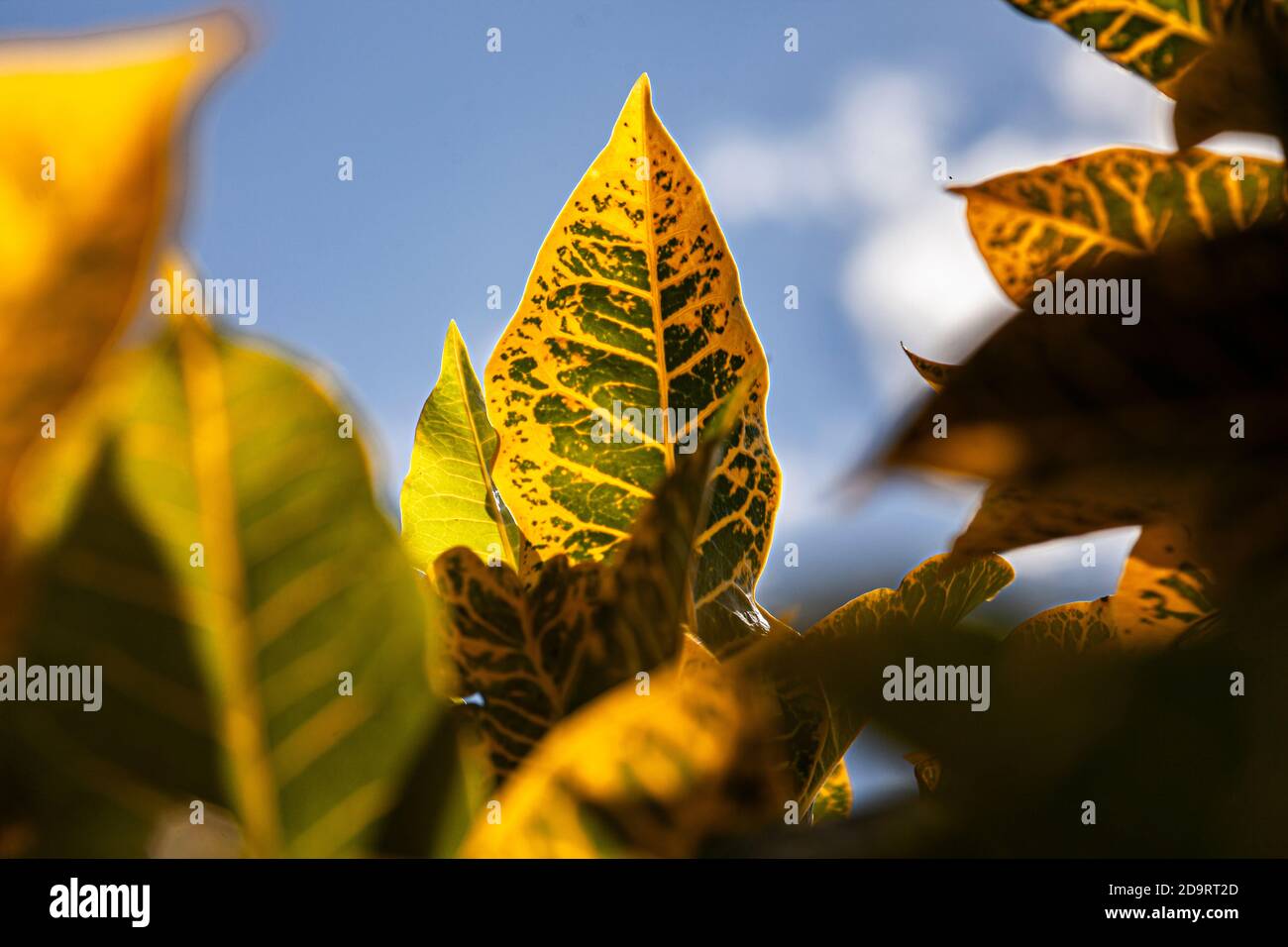Codiaeum variegatum leaves hi-res stock photography and images - Alamy