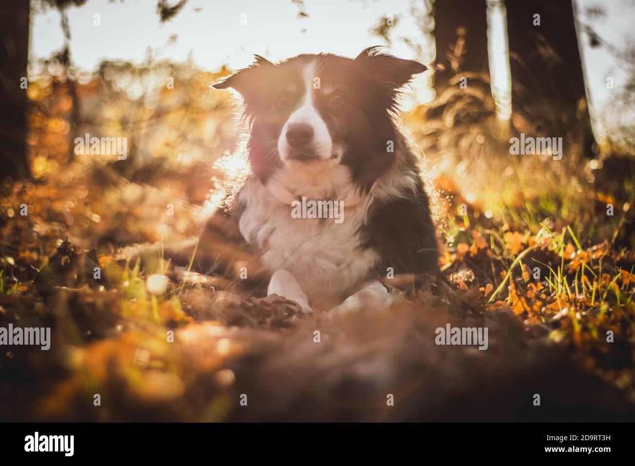 adorable autumn portrait of amazing black and white adult border collie ...