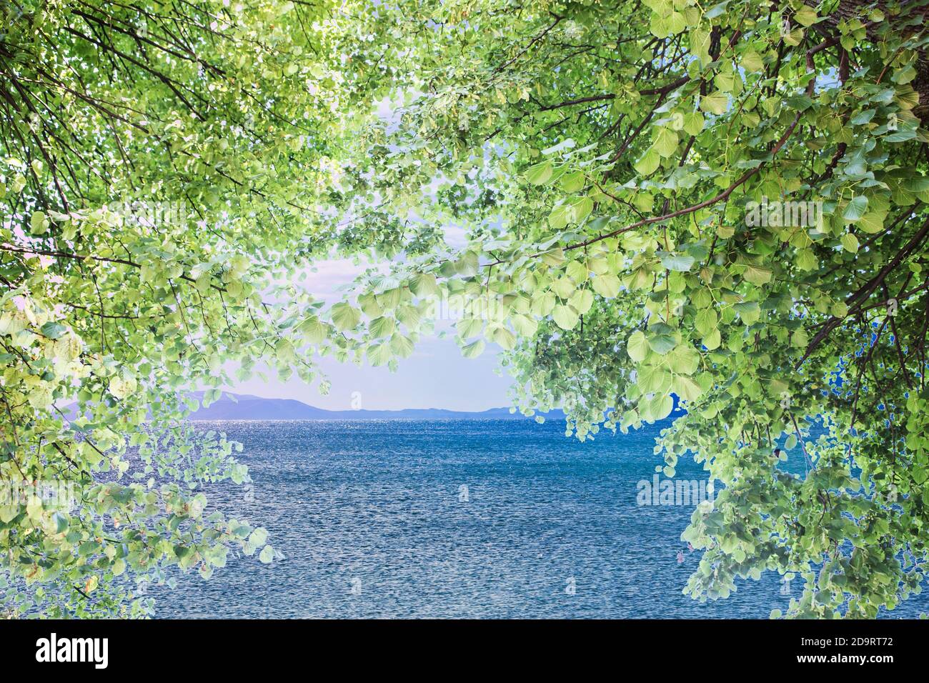 branches of a tree lit by the sun against the sea Stock Photo - Alamy