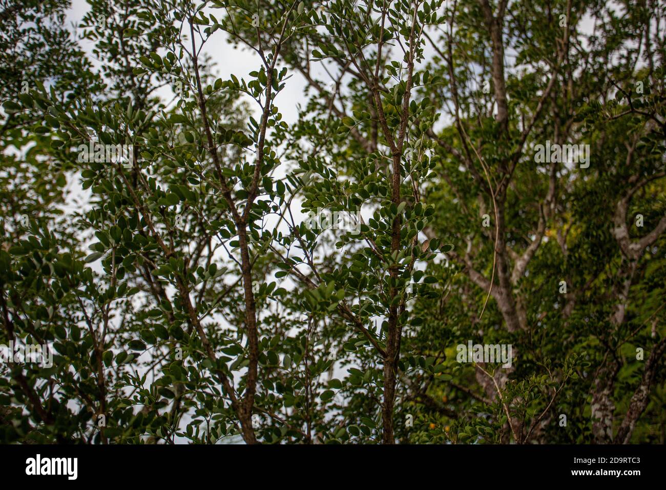 Guayacan leaf hi-res stock photography and images - Alamy