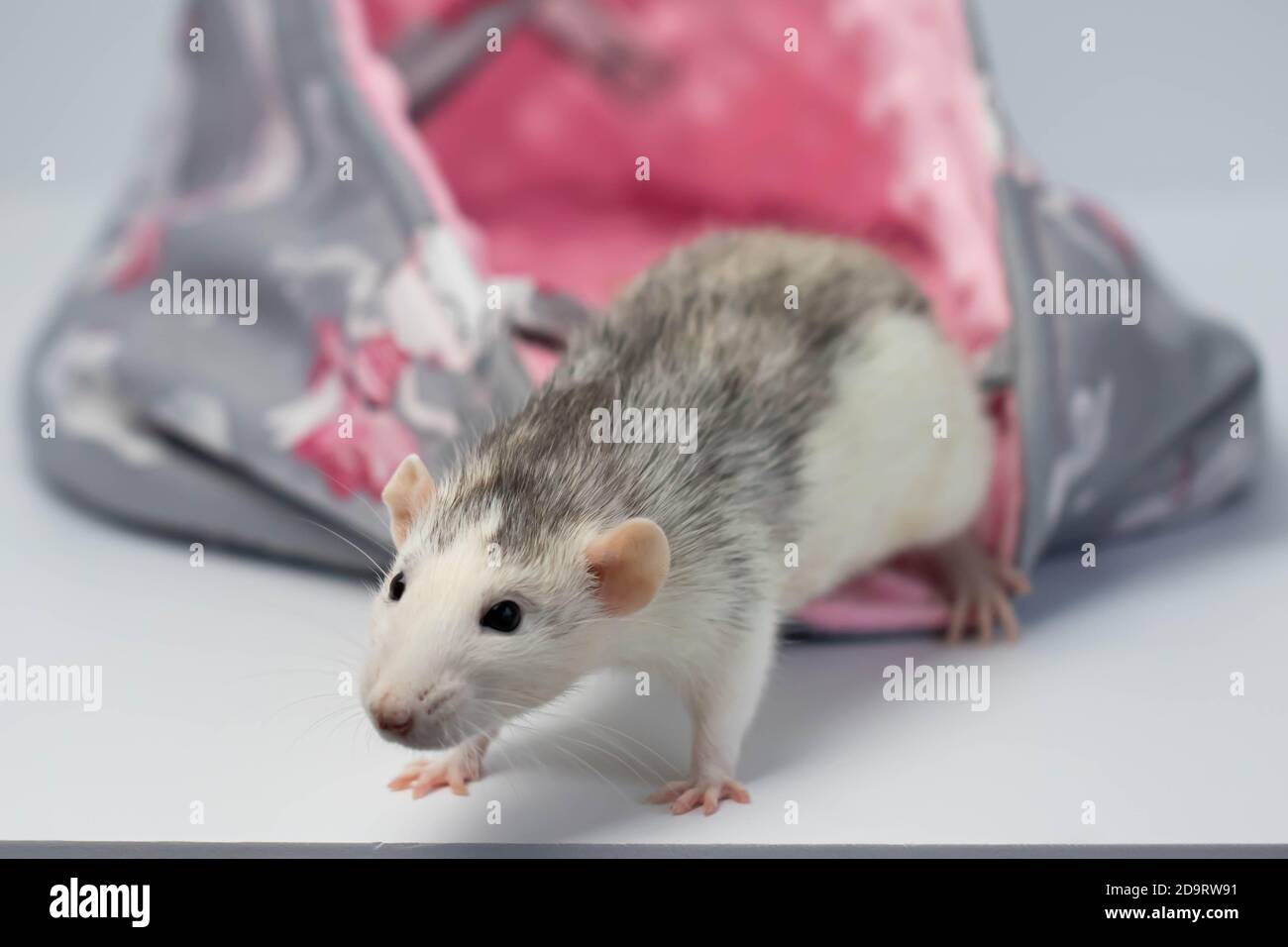 A cute little rat sits in a beautiful soft fabric bed. Pink background ...