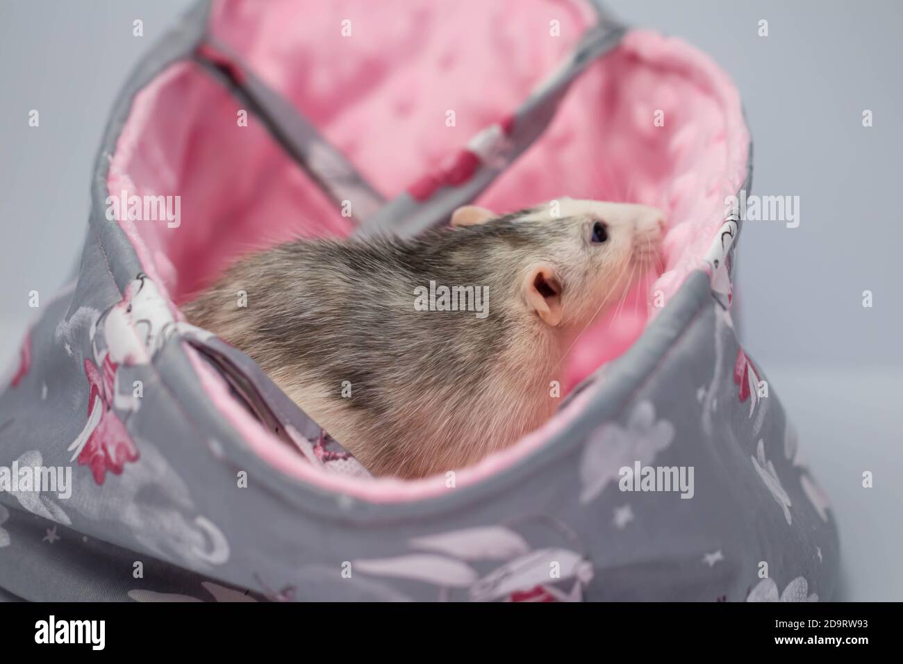 A cute little rat sits in a beautiful soft fabric bed. Pink background ...