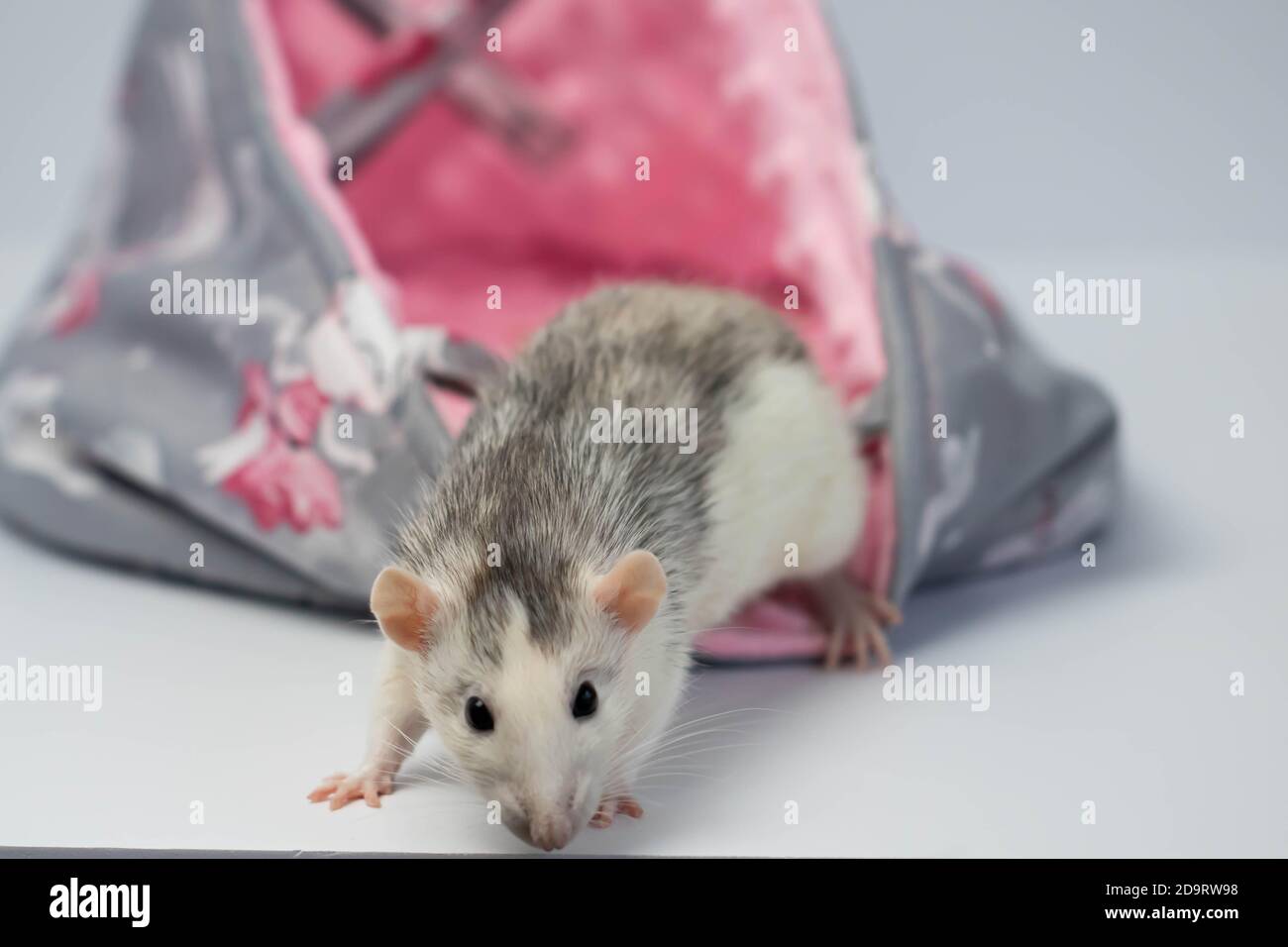 A cute little rat sits in a beautiful soft fabric bed. Pink background ...
