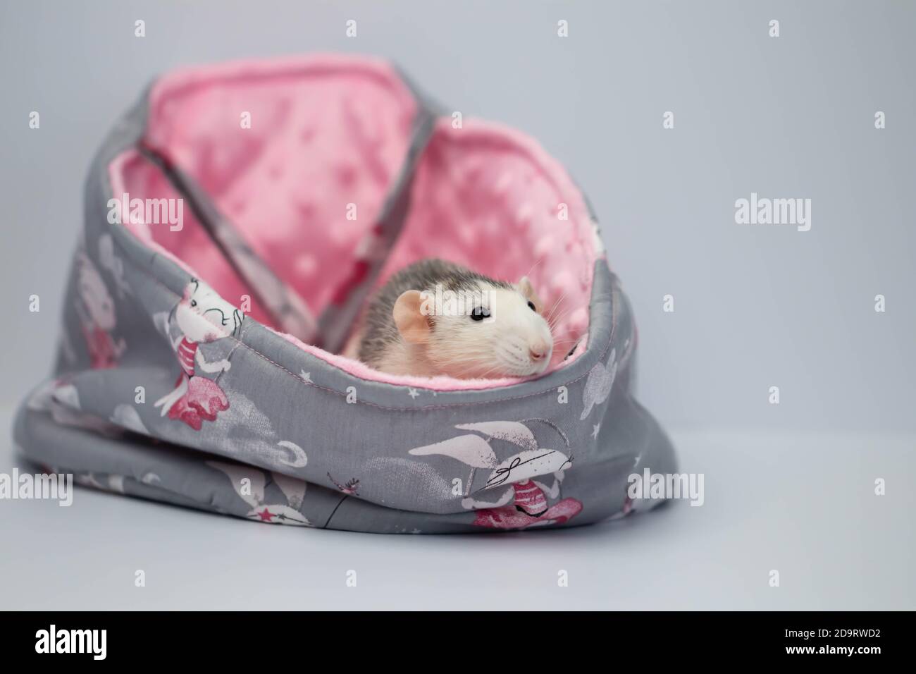 A cute little rat sits in a beautiful soft fabric bed. Pink background ...