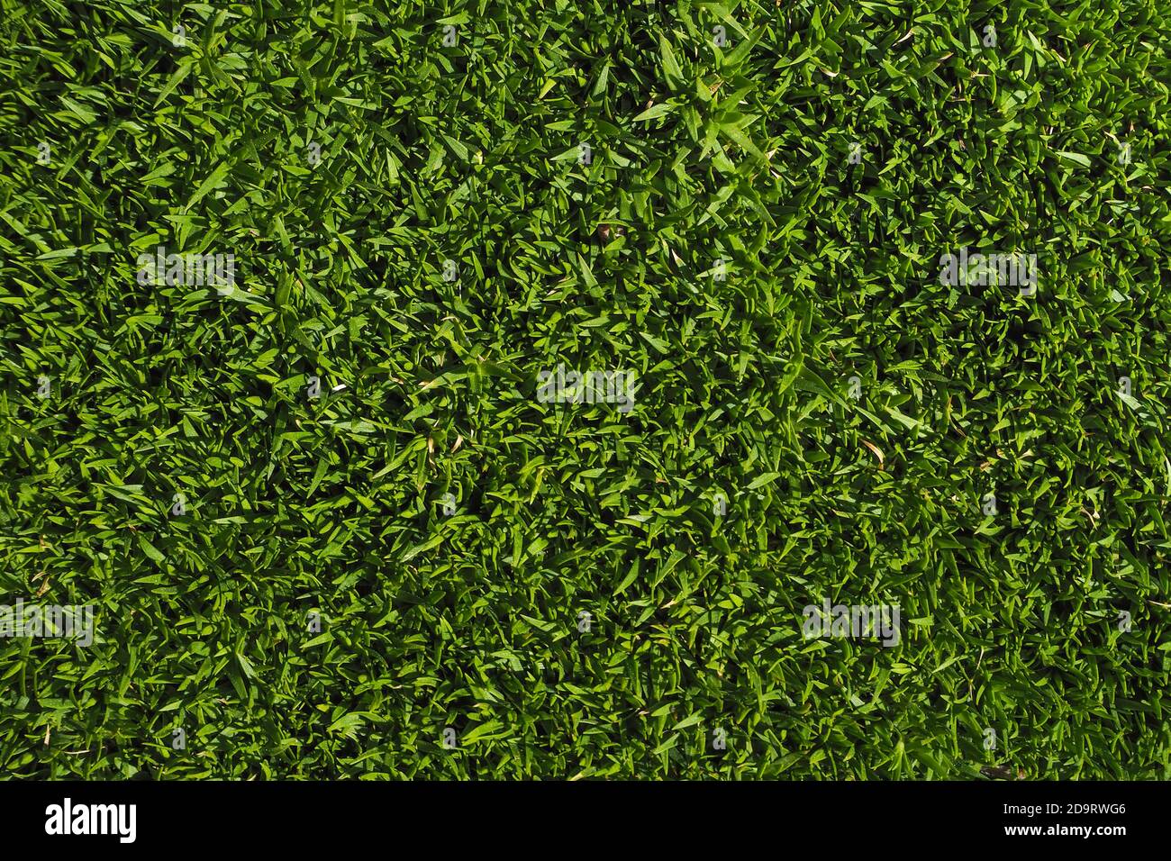 Background with green grass. Close up Stock Photo - Alamy