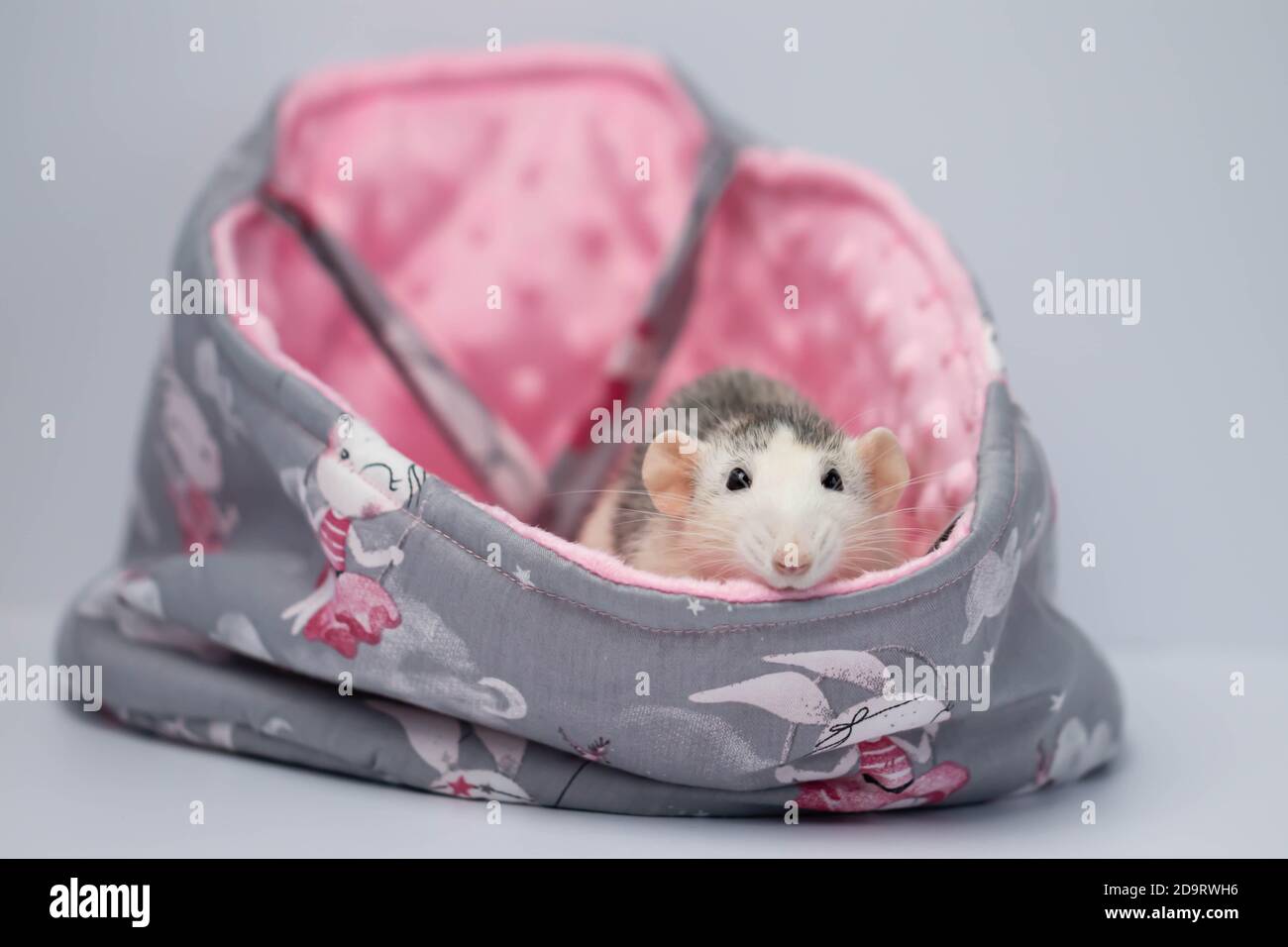 A cute little rat sits in a beautiful soft fabric bed. Pink background ...