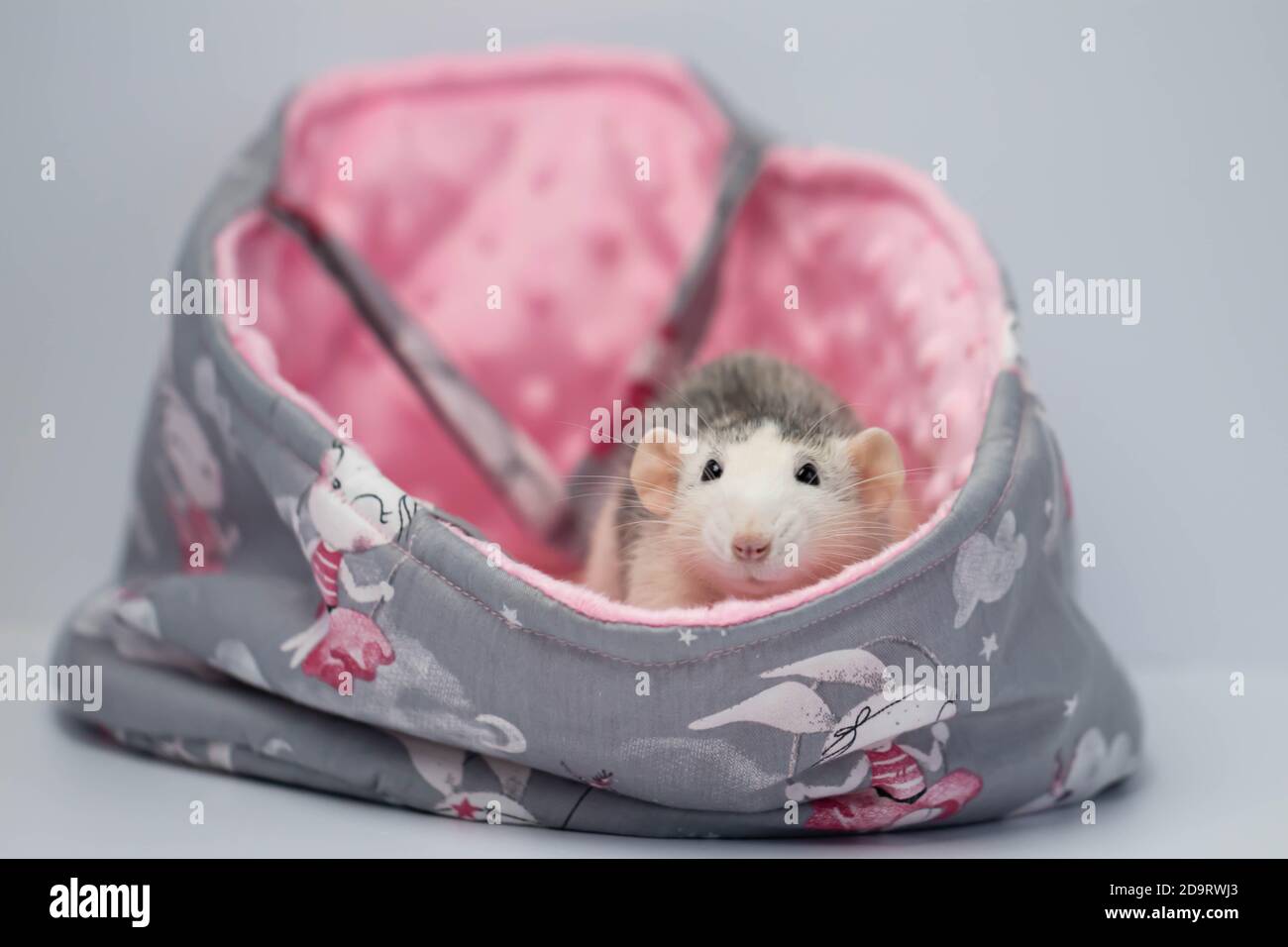 A cute little rat sits in a beautiful soft fabric bed. Pink background ...