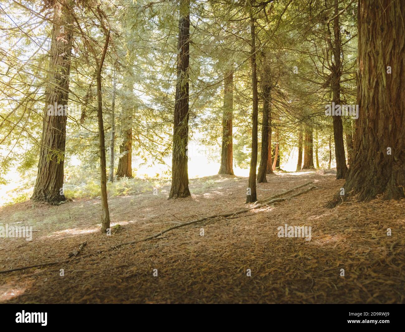 Moody autumn morning hi-res stock photography and images - Alamy