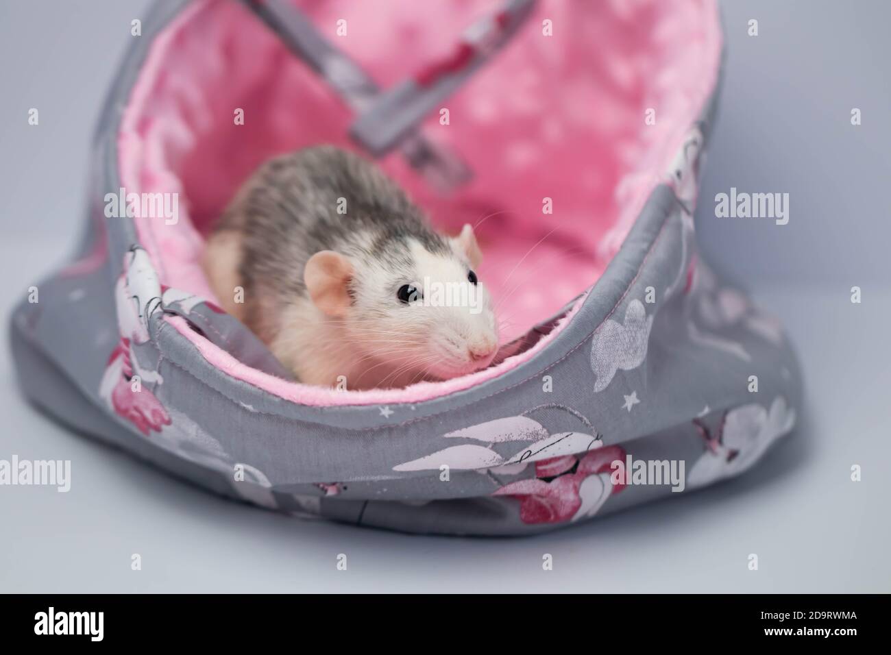 A cute little rat sits in a beautiful soft fabric bed. Pink background ...