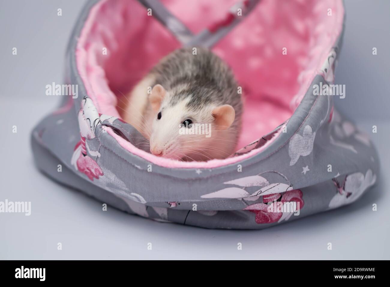 A cute little rat sits in a beautiful soft fabric bed. Pink background ...