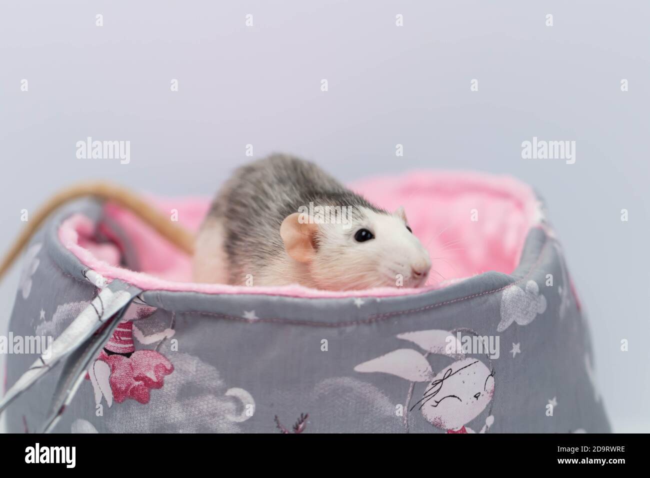 A cute little rat sits in a beautiful soft fabric bed. Pink background ...