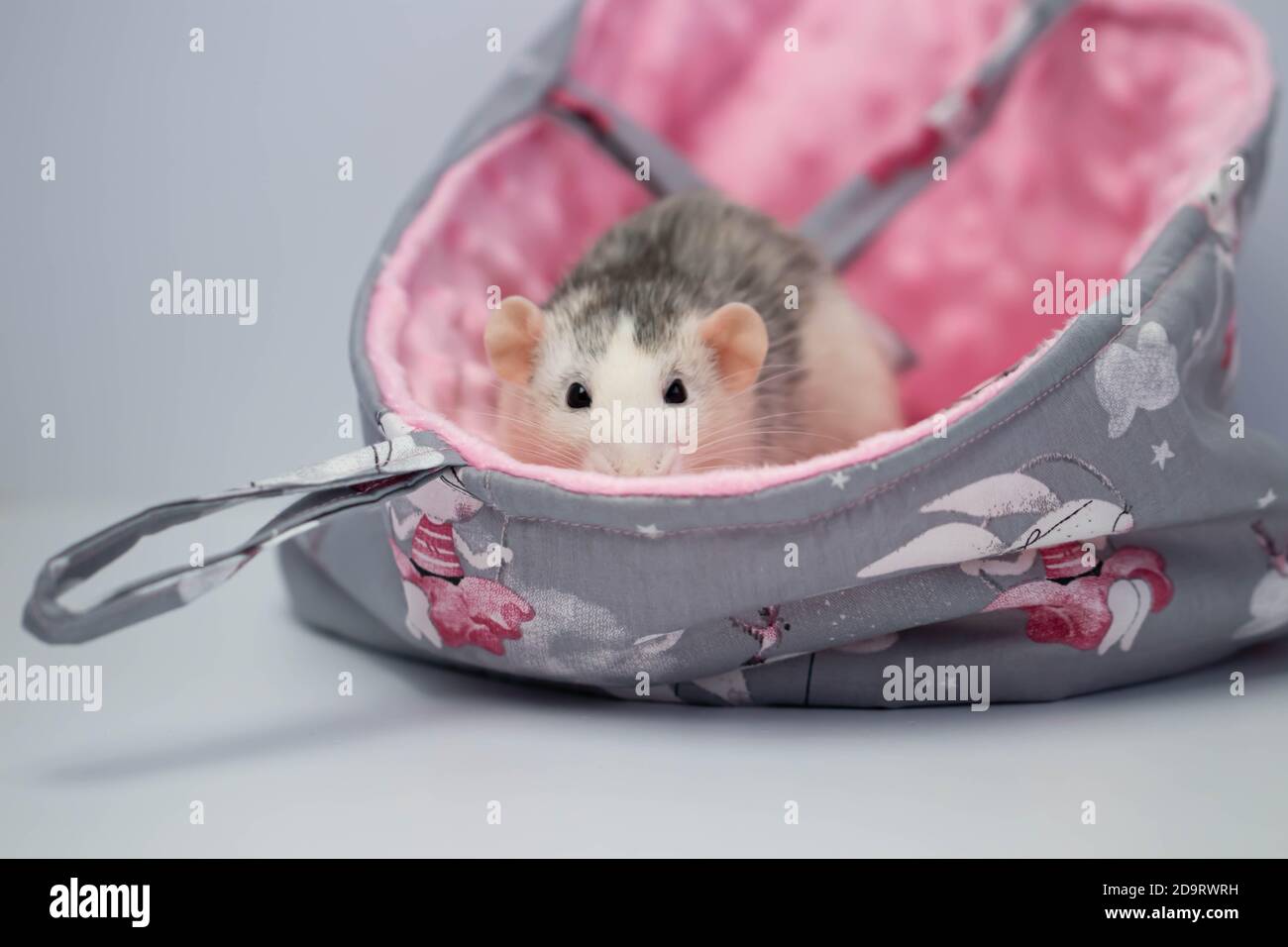 A cute little rat sits in a beautiful soft fabric bed. Pink background ...