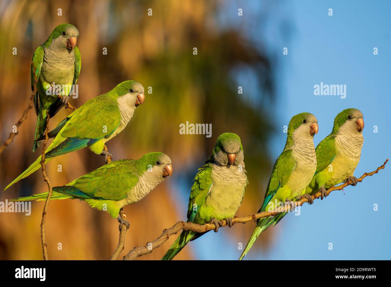 Monk Parakeet Myiopsitta monachus Costa Ballena Cadiz Spain Stock Photo ...