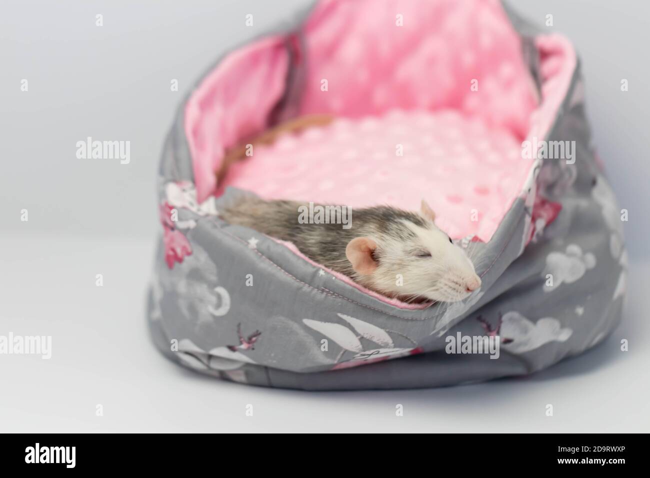 A cute little rat sits in a beautiful soft fabric bed. Pink background ...