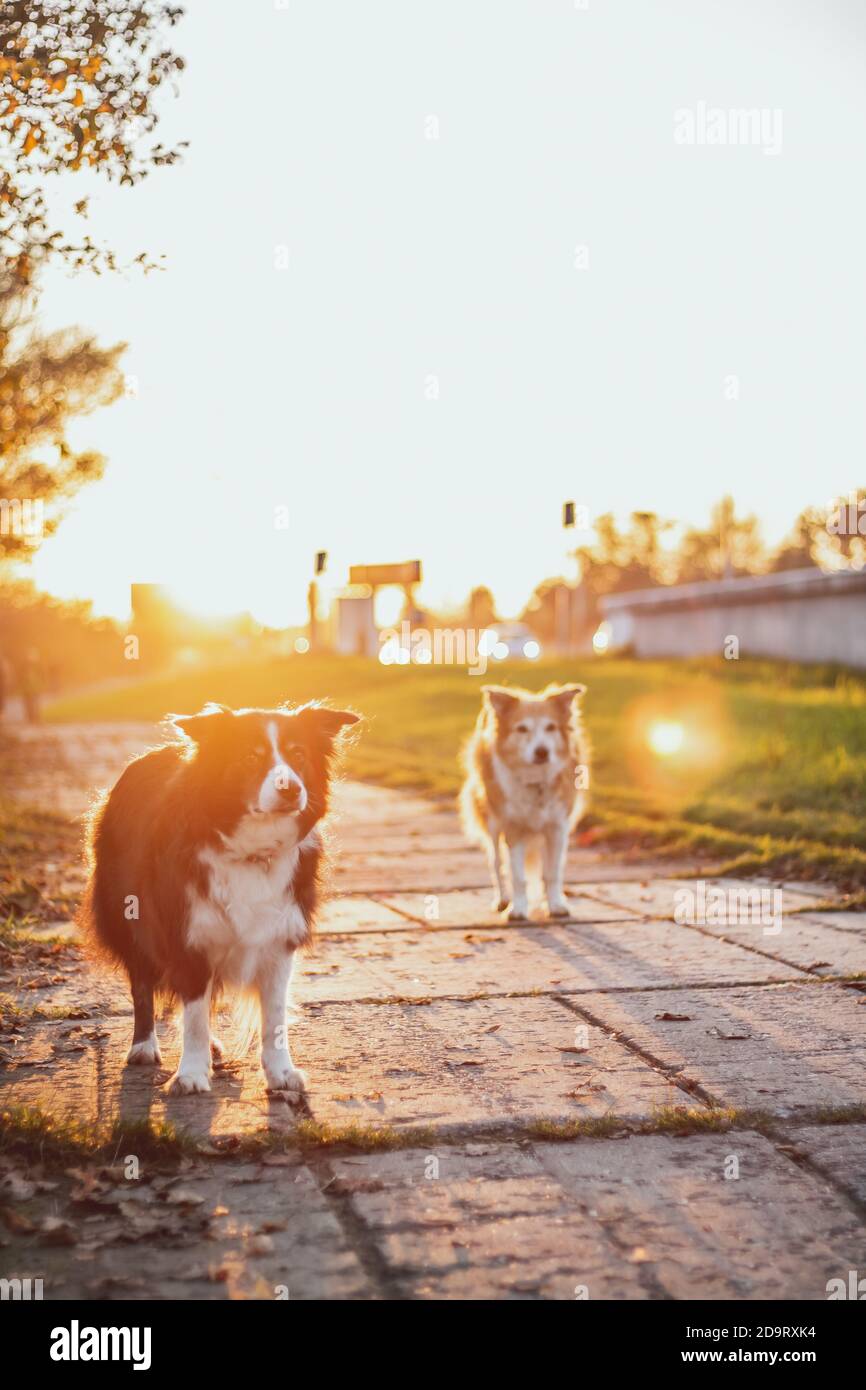 two border collies at sunset. yellow backlight Stock Photo - Alamy