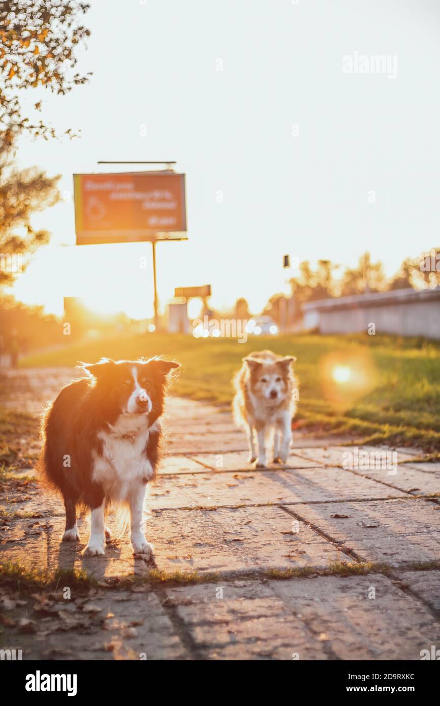 two border collies at sunset. yellow backlight Stock Photo - Alamy