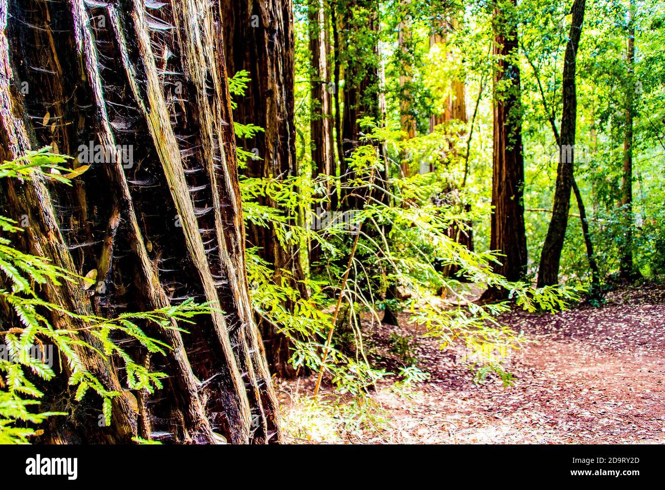 Closeup tall redwood trees hi-res stock photography and images - Alamy