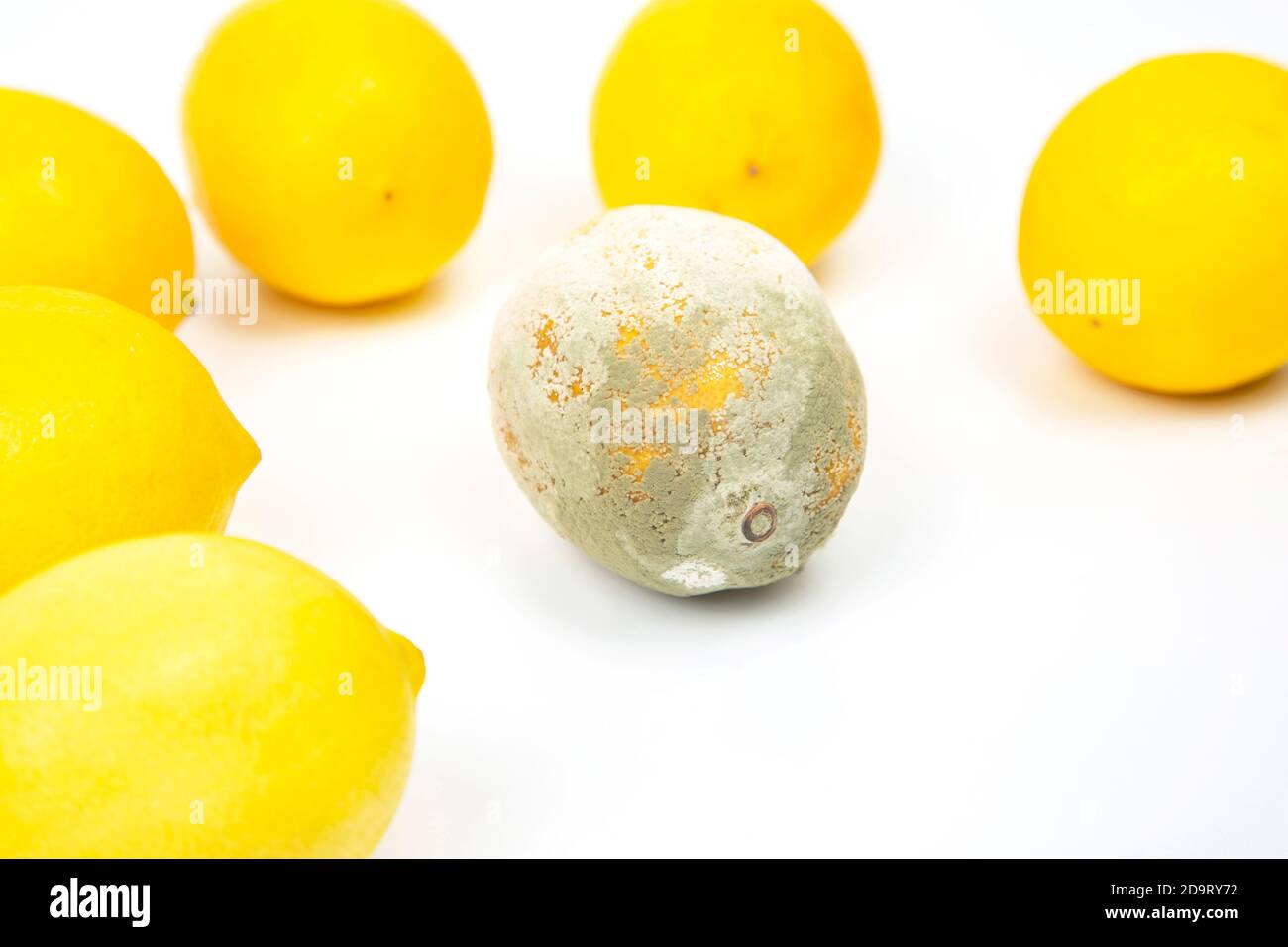 Rotten lemon next to fresh lemons on a white background Stock Photo - Alamy
