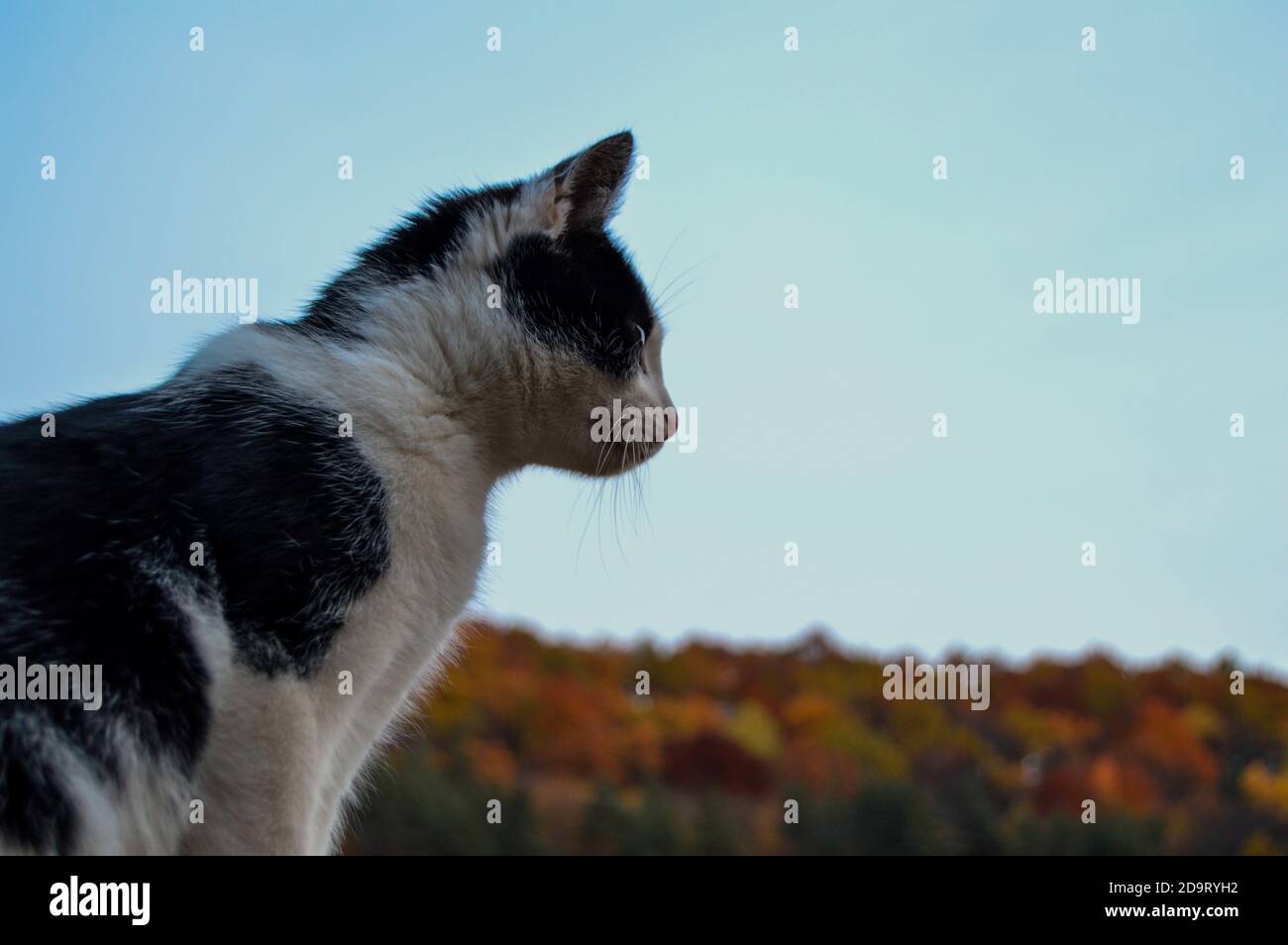 Headshot of a fluffy cat resting outside Stock Photo - Alamy