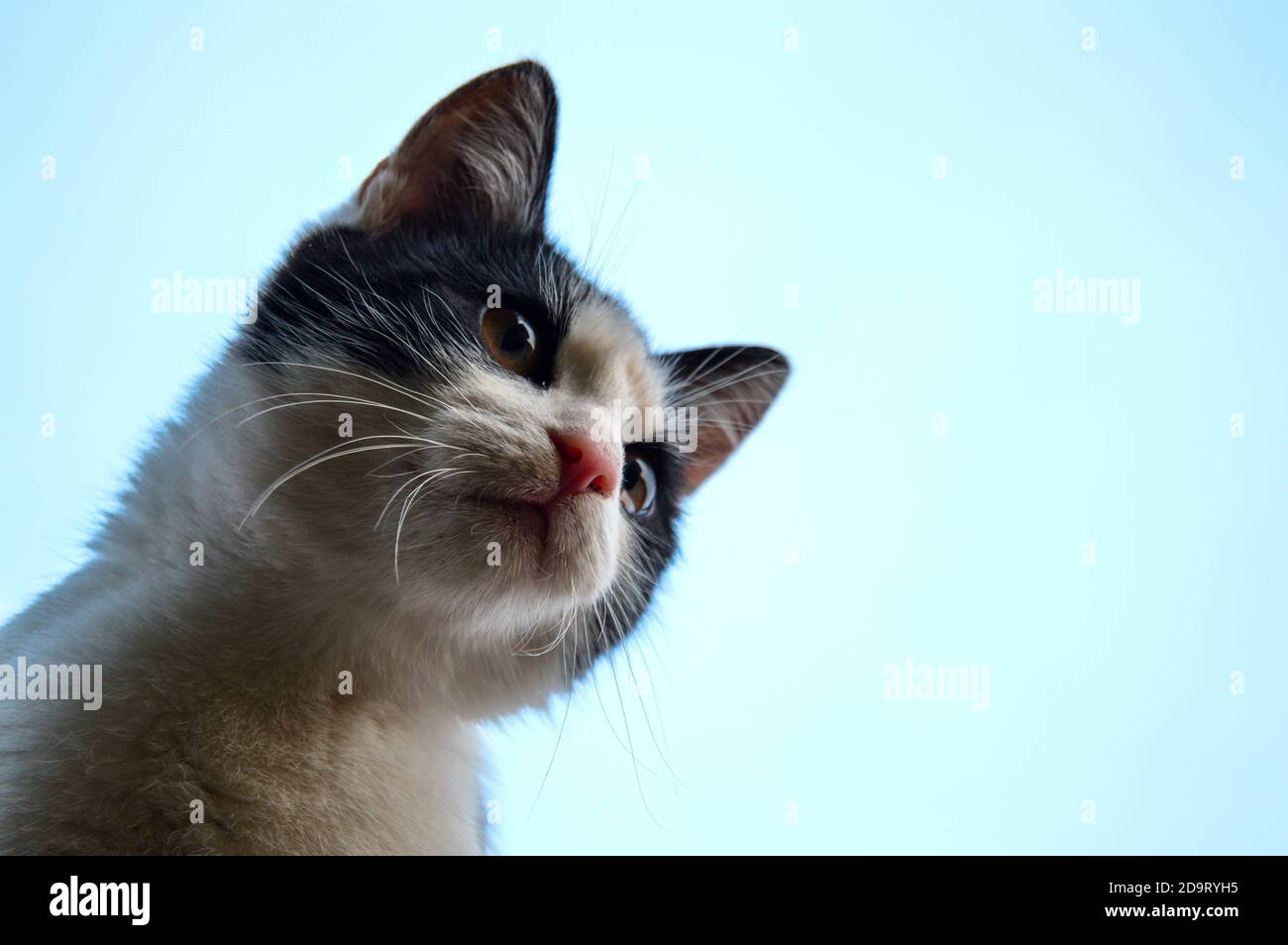 Headshot of a fluffy cat resting outside Stock Photo - Alamy