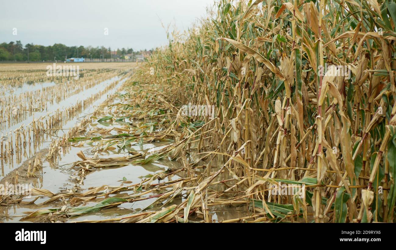 Maize losses hi-res stock photography and images - Alamy