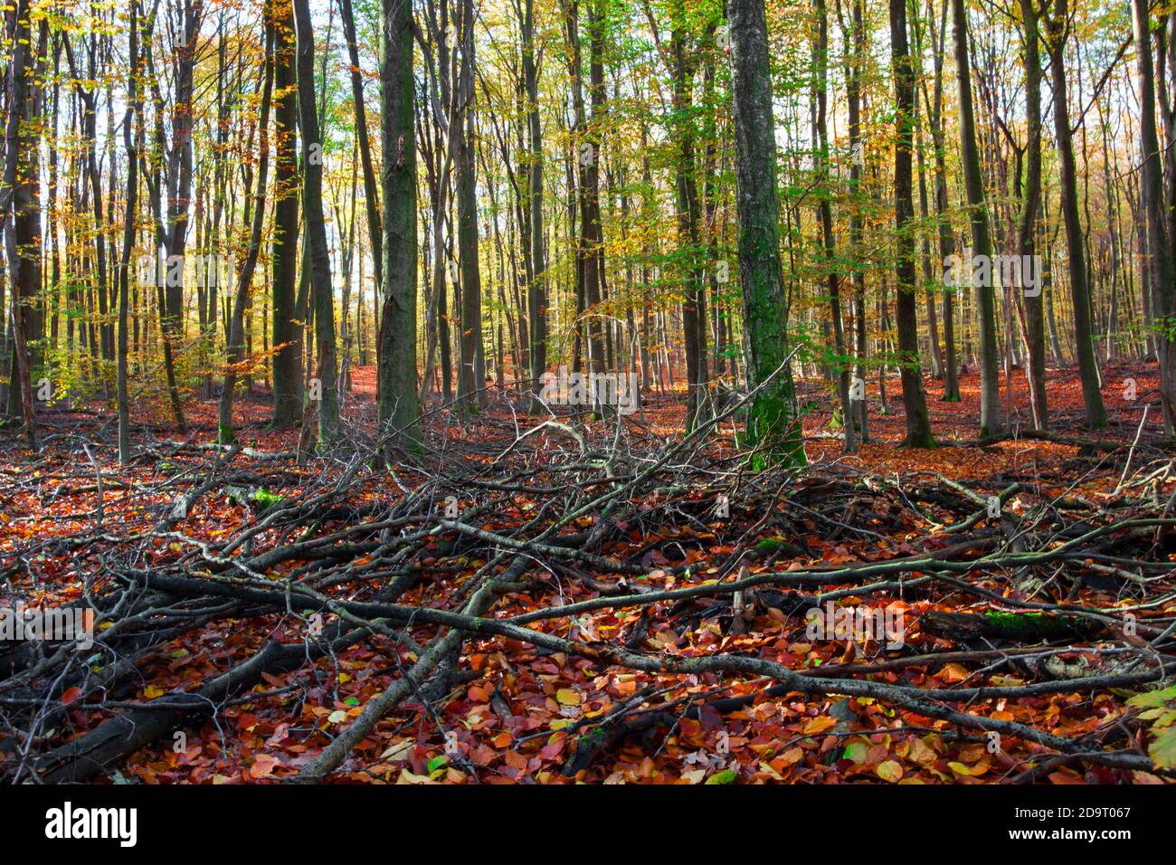 Forest in November with wood Stock Photo - Alamy