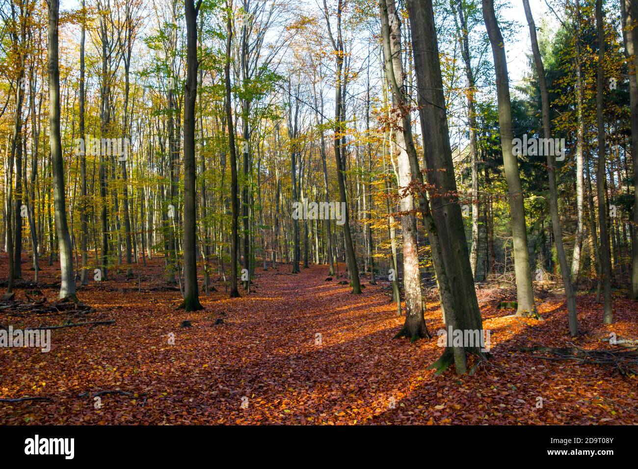 Impressions in the beech forest hi-res stock photography and images - Alamy