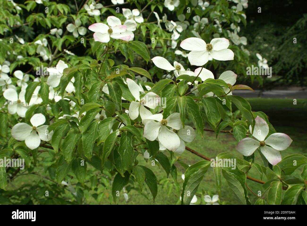 Porlock dogwood cornus porlock hi-res stock photography and images - Alamy