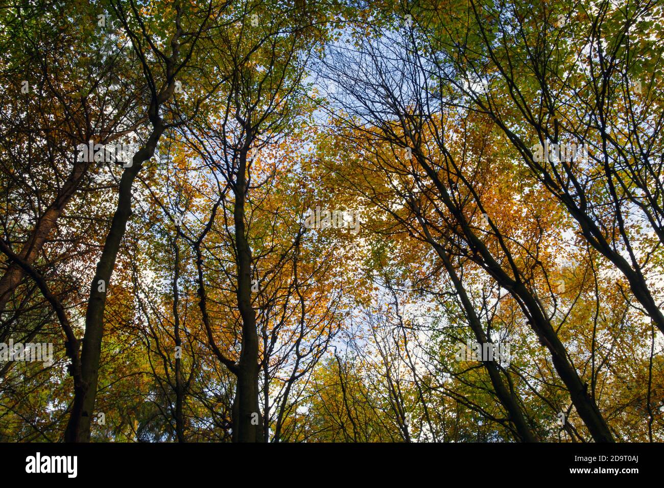 Forest in November and blue sky Stock Photo - Alamy